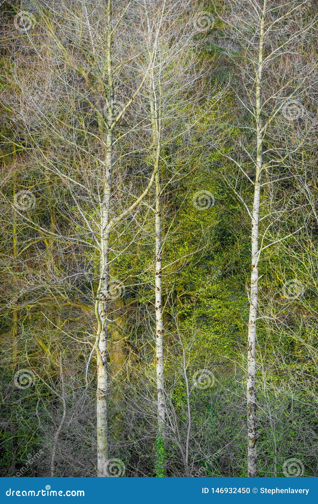 The Birches, they Come in Threes Stock Photo - Image of birch, peeling ...
