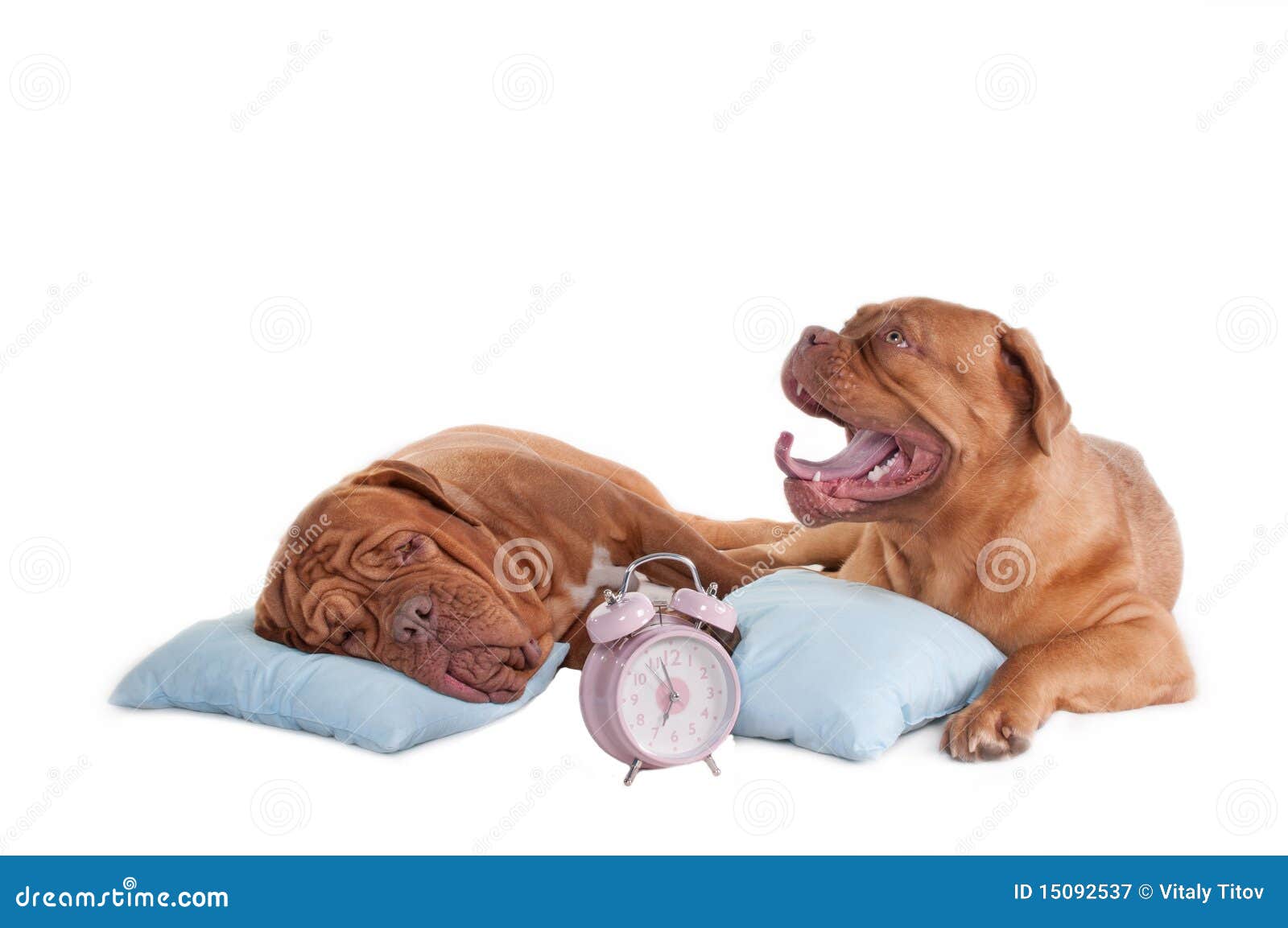 Come on.. Wake up! stock image. Image of cute, puppy - 15092537
