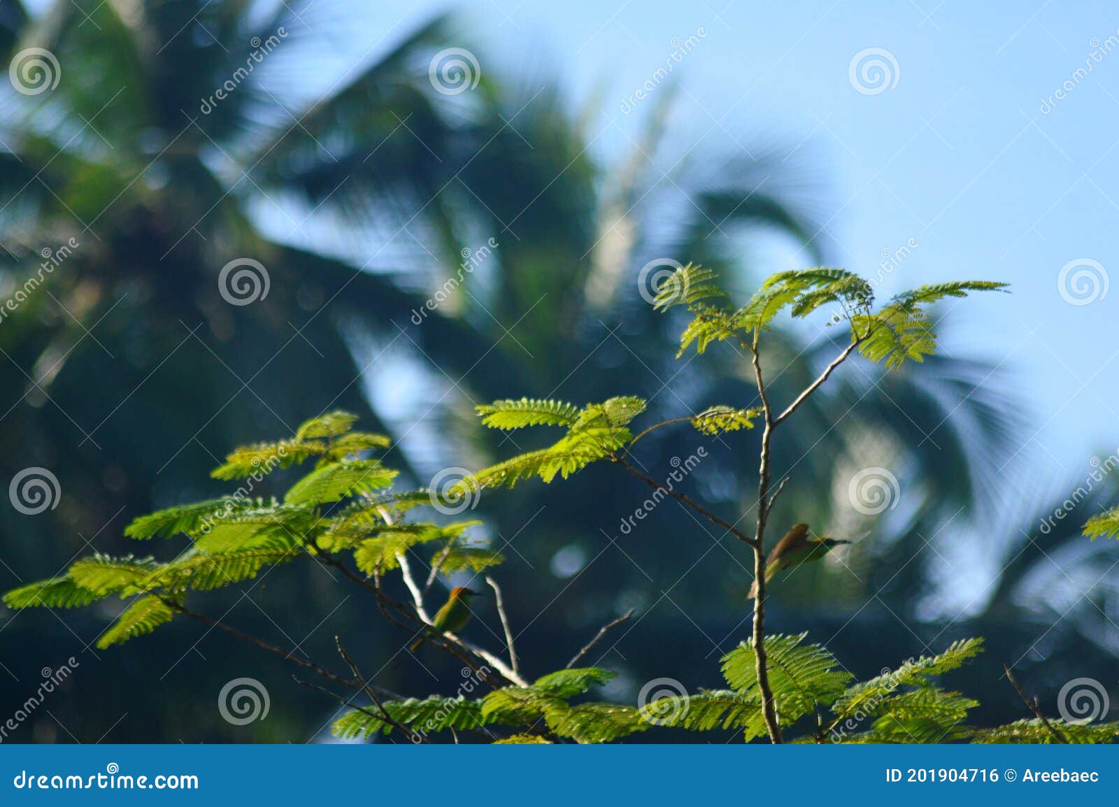 Comedor De Abeja En Rama Verde Foto de archivo - Imagen de flor ...
