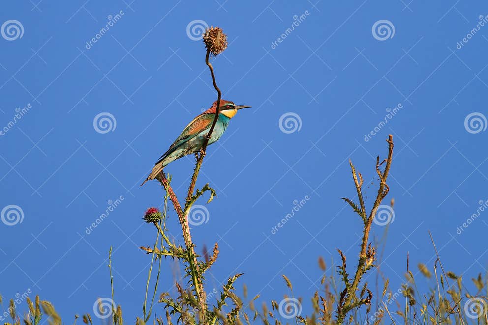 Comedor De Abeja Europeo (Merops Apiaster) Foto de archivo - Imagen de ...
