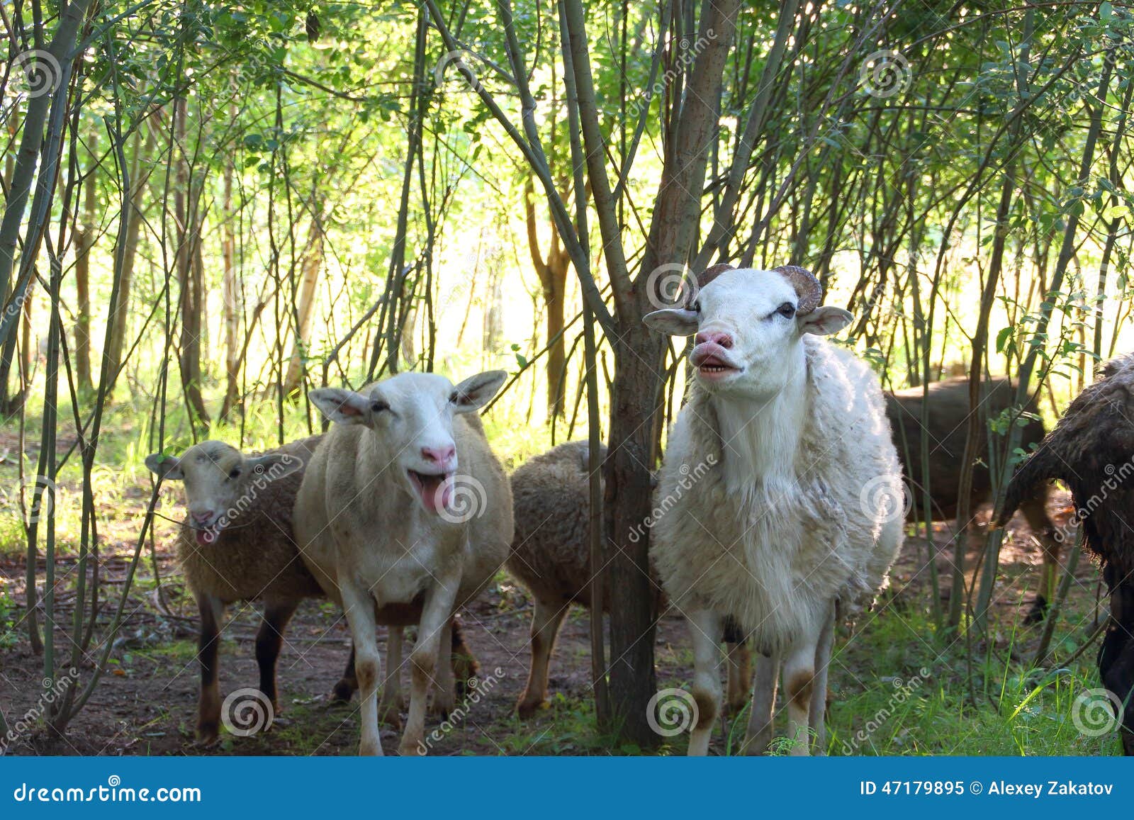 Comedy sheeps stock image. Image of sheep, livestock - 47179895