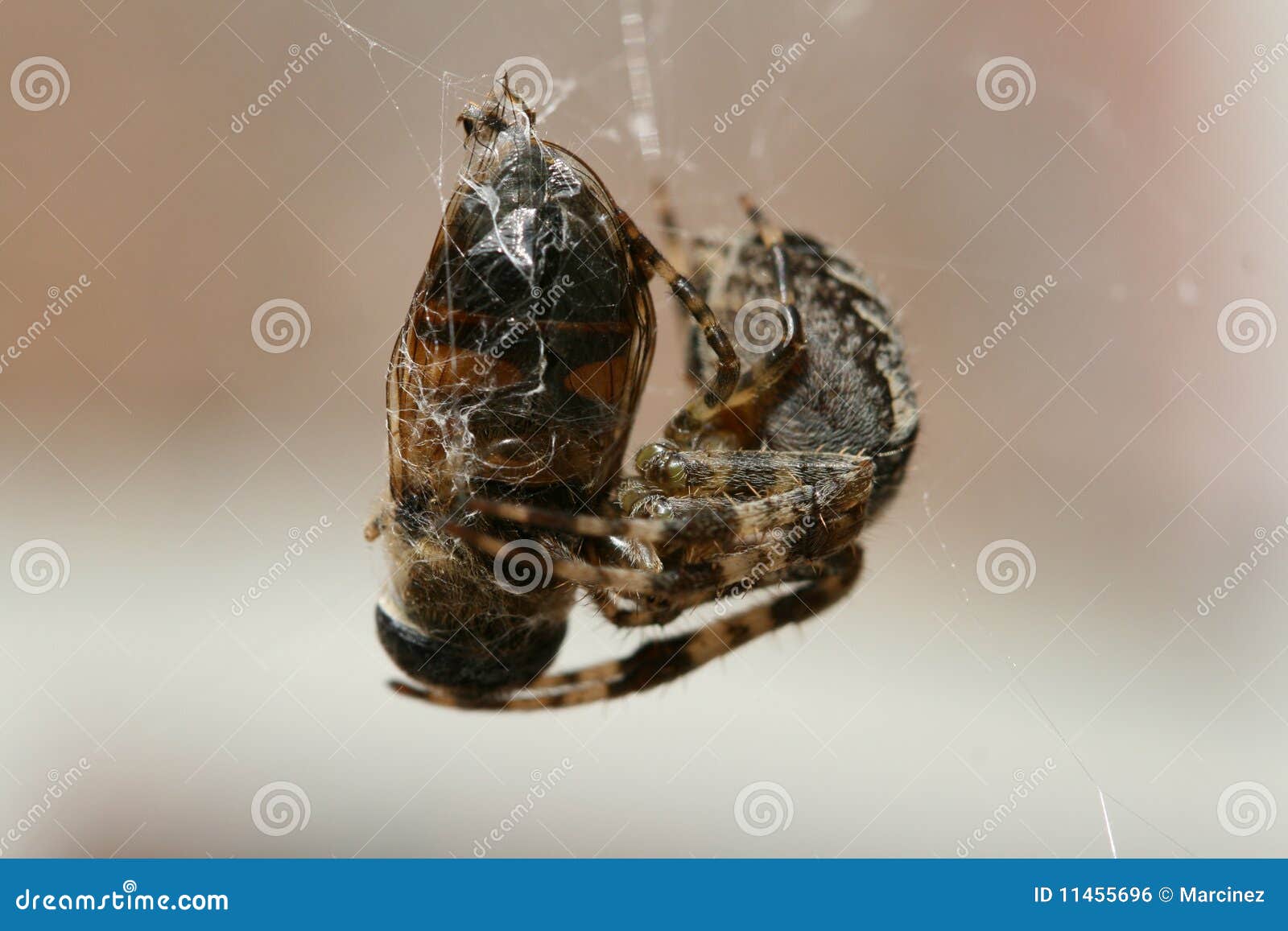 Comendo a aranha foto de stock. Imagem de matado, vespa - 11455696