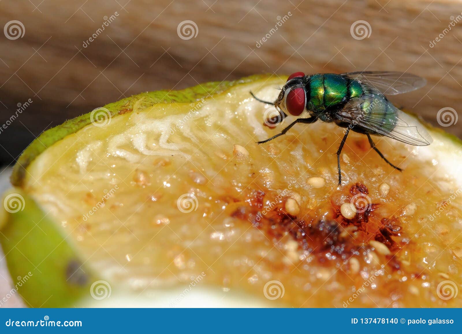 Comendo a mosca foto de stock. Imagem de comer, macro - 137478140