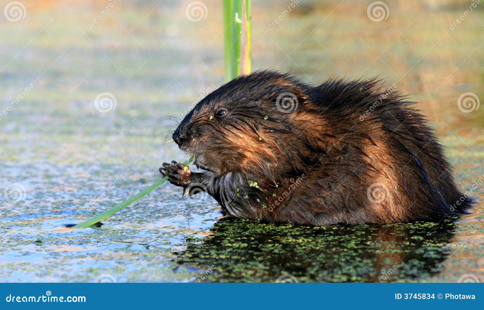 Comendo o castor foto de stock. Imagem de comer, animal - 3745834
