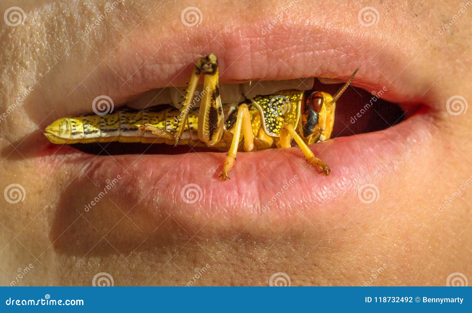 Comendo O Inseto Do Gafanhoto Foto de Stock - Imagem de macro, comer ...