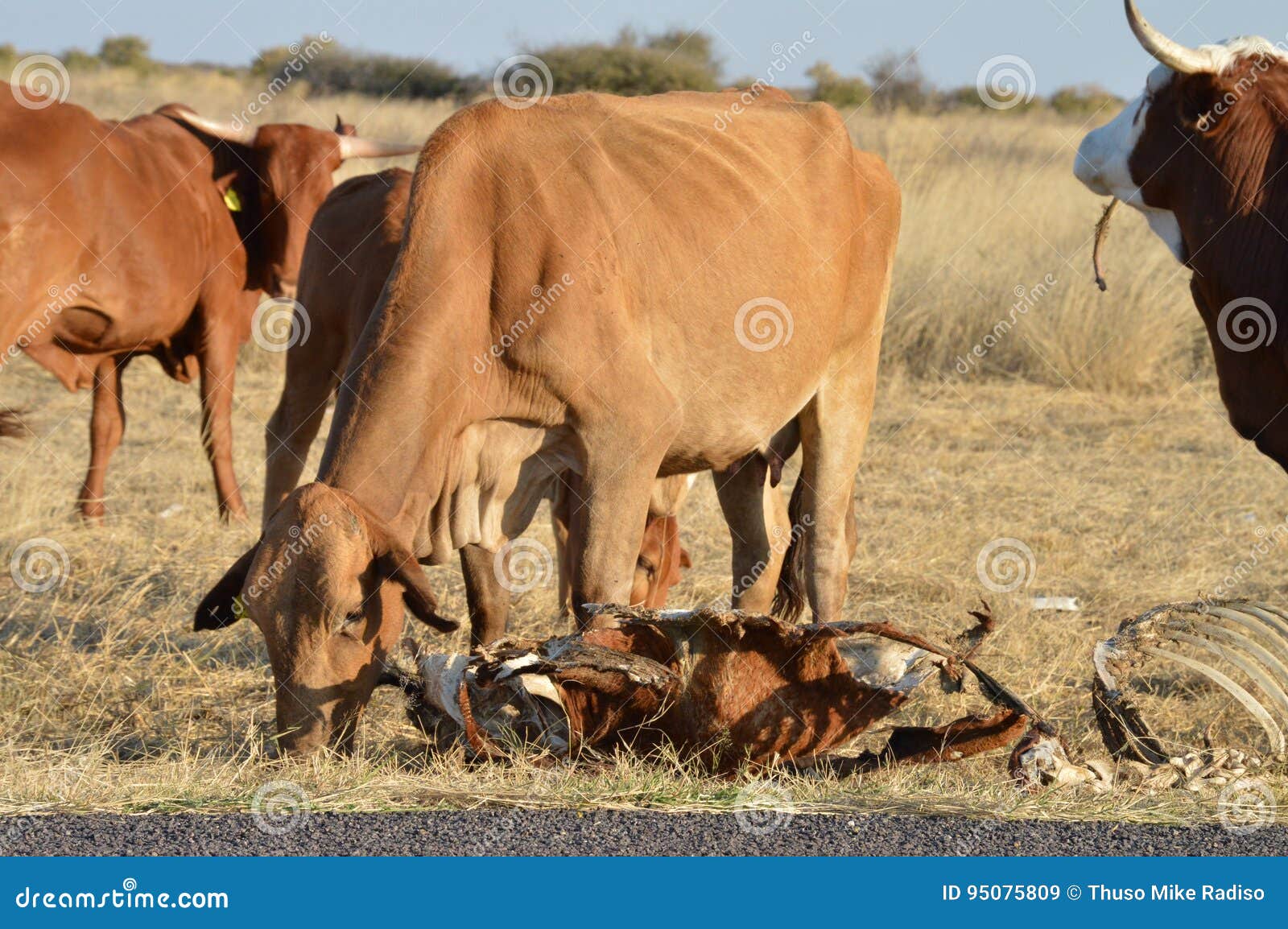 Comendo Os Ossos De Uma Vaca Inoperante Imagem de Stock - Imagem de ...