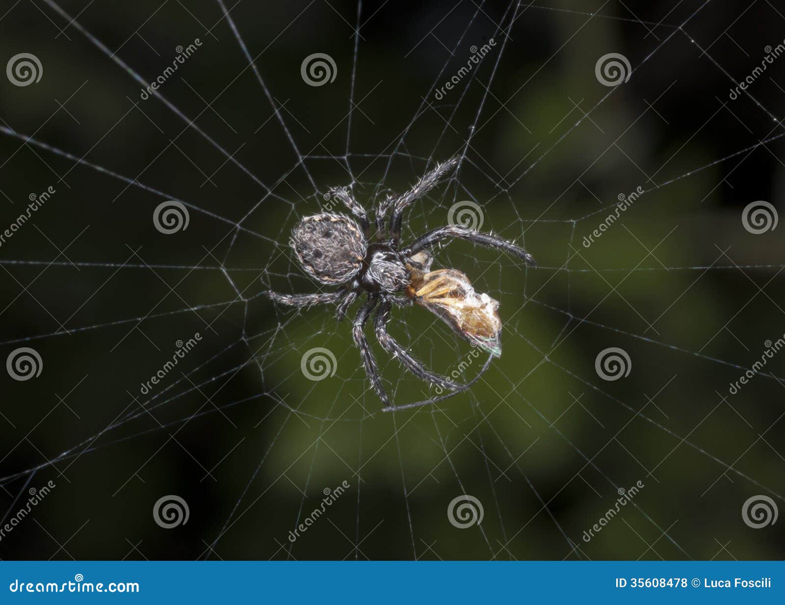 Comer da aranha foto de stock. Imagem de inseto, cabeleira - 35608478