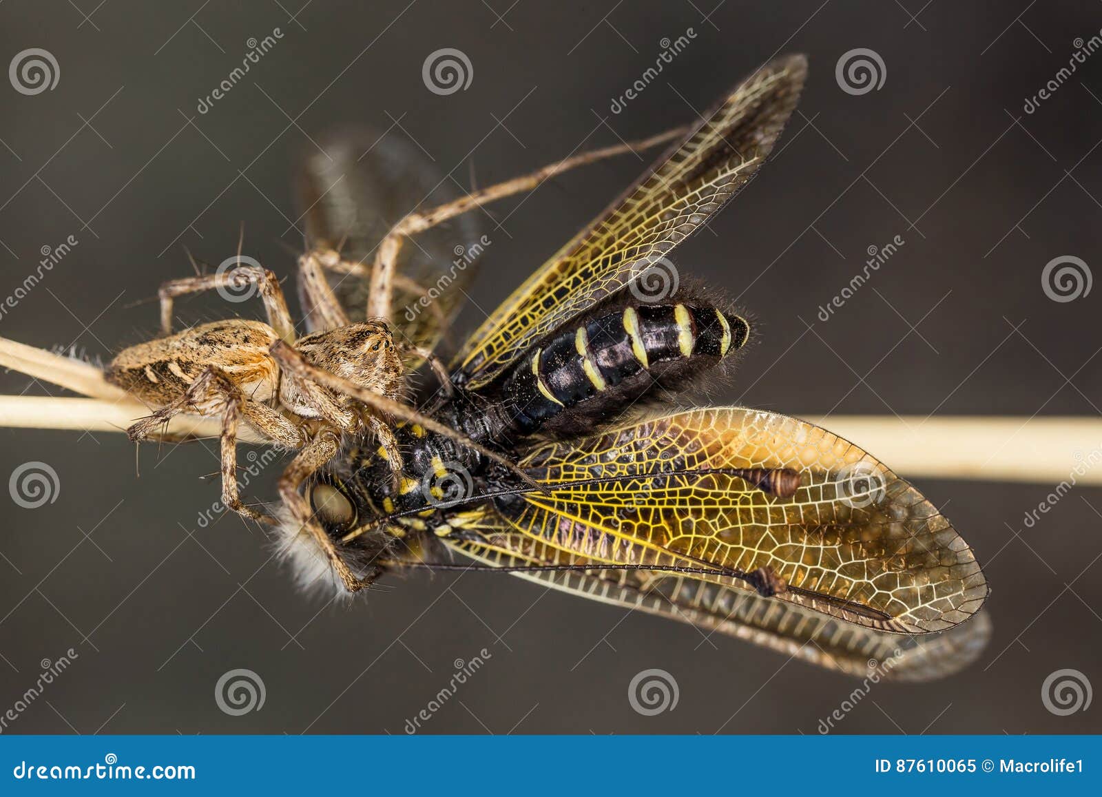 Comer da aranha do lince imagem de stock. Imagem de assustador - 87610065