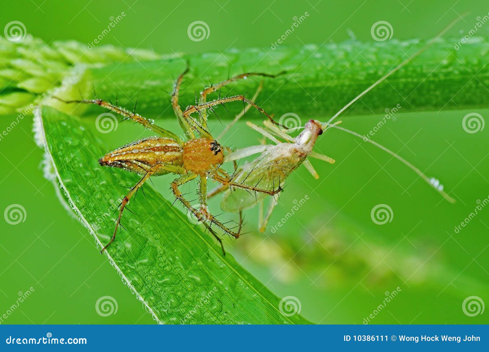 Comer Da Aranha Do Lince Gafanhotos Imagem de Stock - Imagem de nave ...