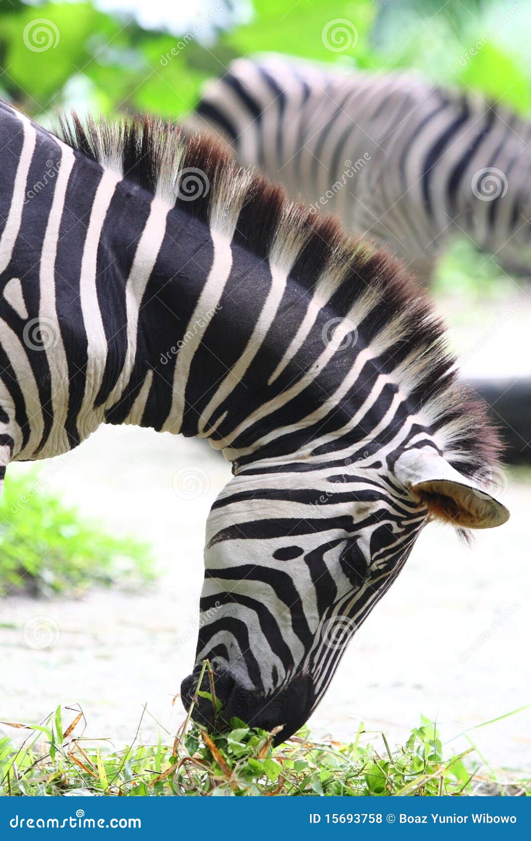 Comer da zebra foto de stock. Imagem de plano, preto - 15693758