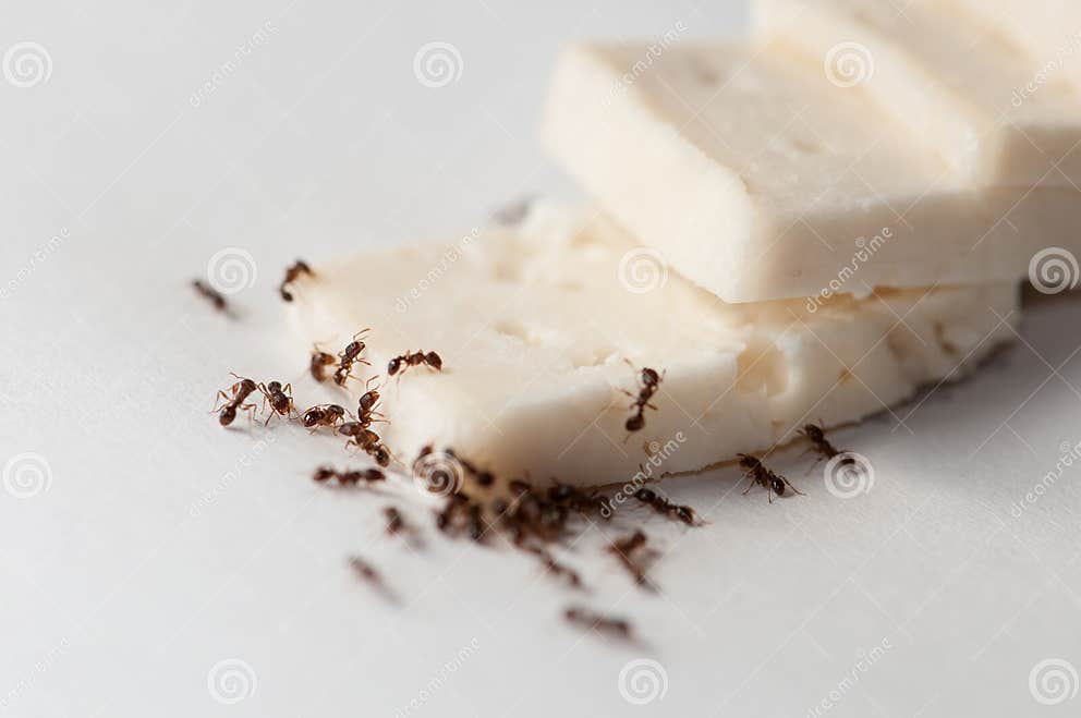 Comer das formigas foto de stock. Imagem de gota, equipe - 14505546