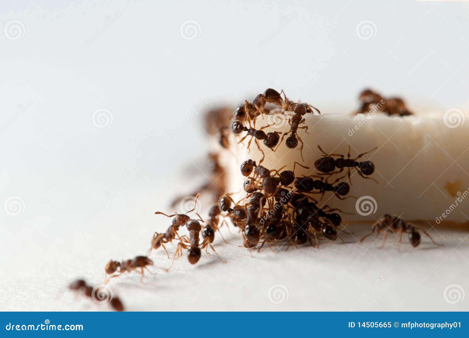 Comer das formigas imagem de stock. Imagem de insetos - 14505665