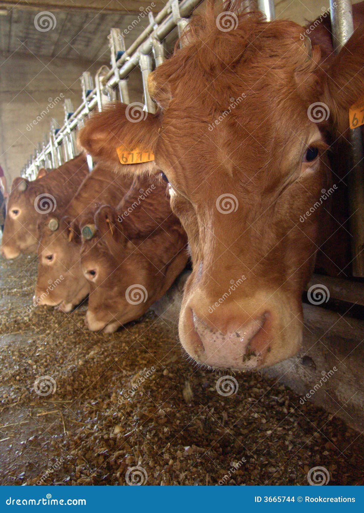 Comer das vacas foto de stock. Imagem de agricultura, produzir - 3665744
