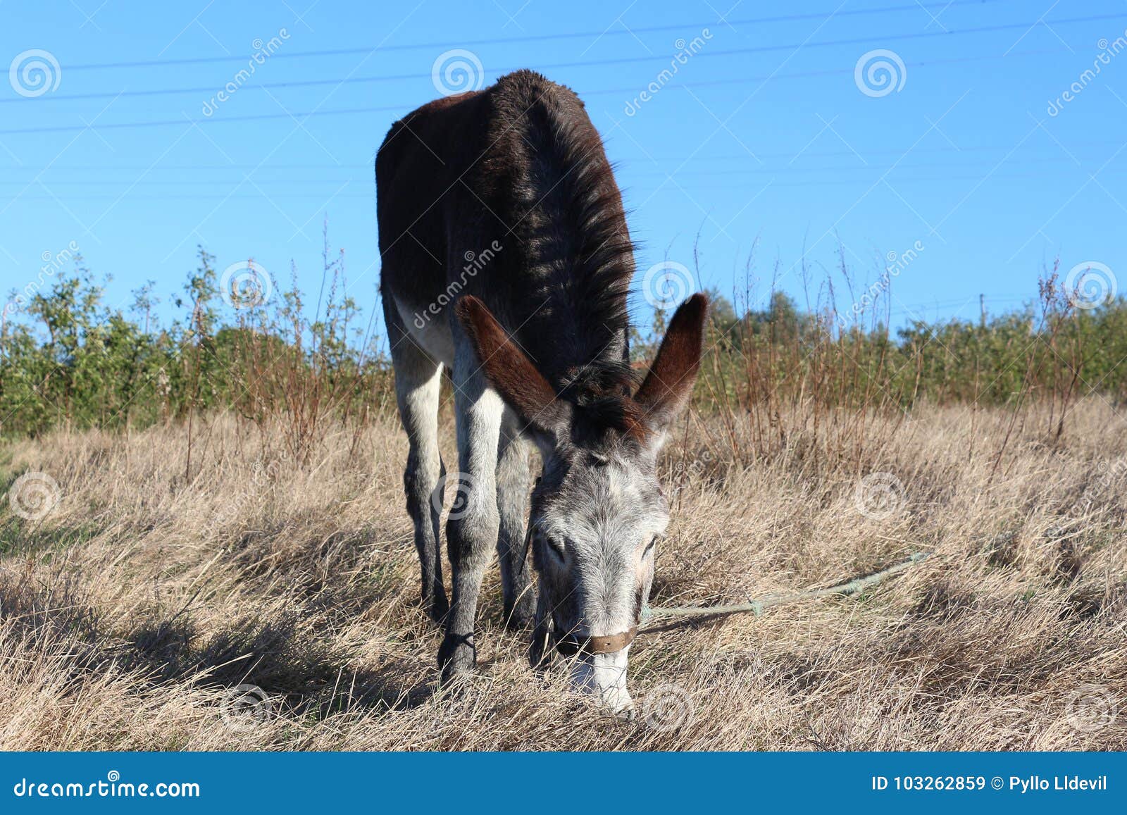Comer do asno imagem de stock. Imagem de comer, nuvens - 103262859