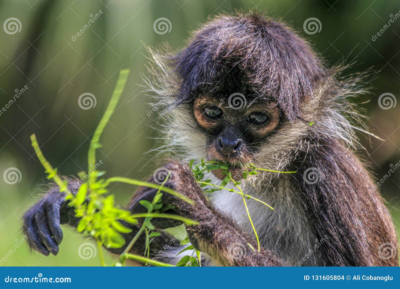 Comer do macaco de aranha foto de stock. Imagem de isolado - 131605804