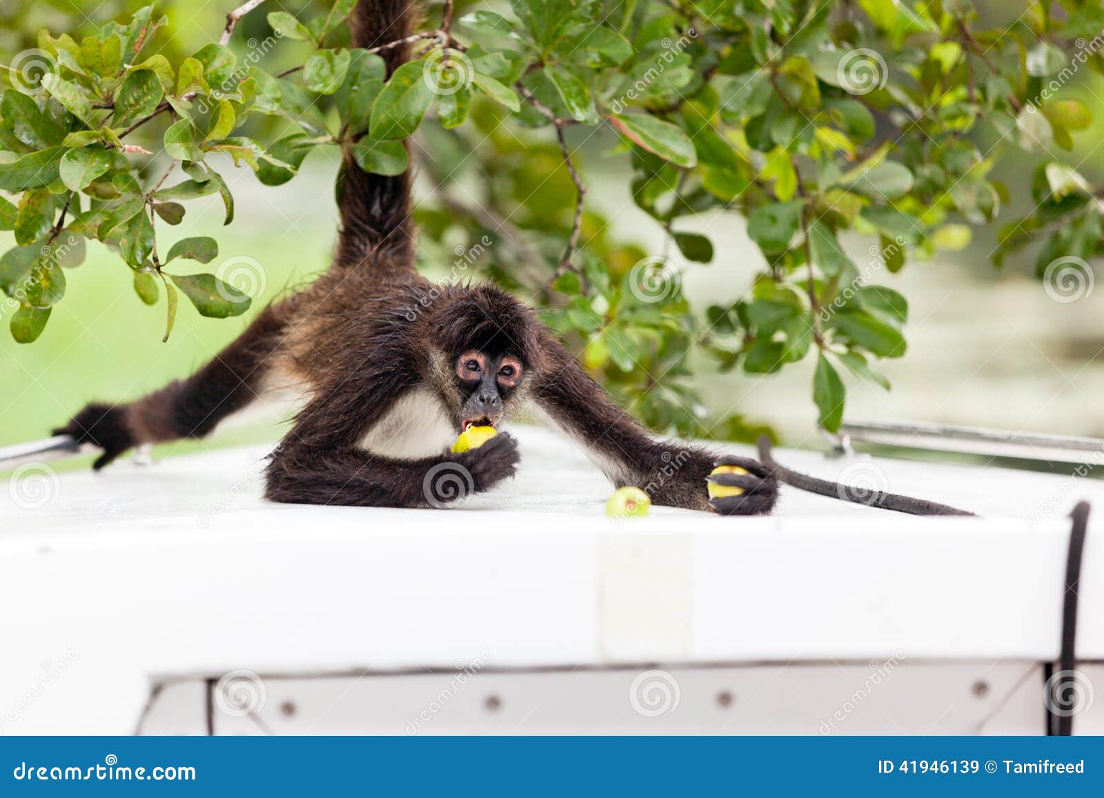 Comer do macaco de aranha imagem de stock. Imagem de criatura - 41946139