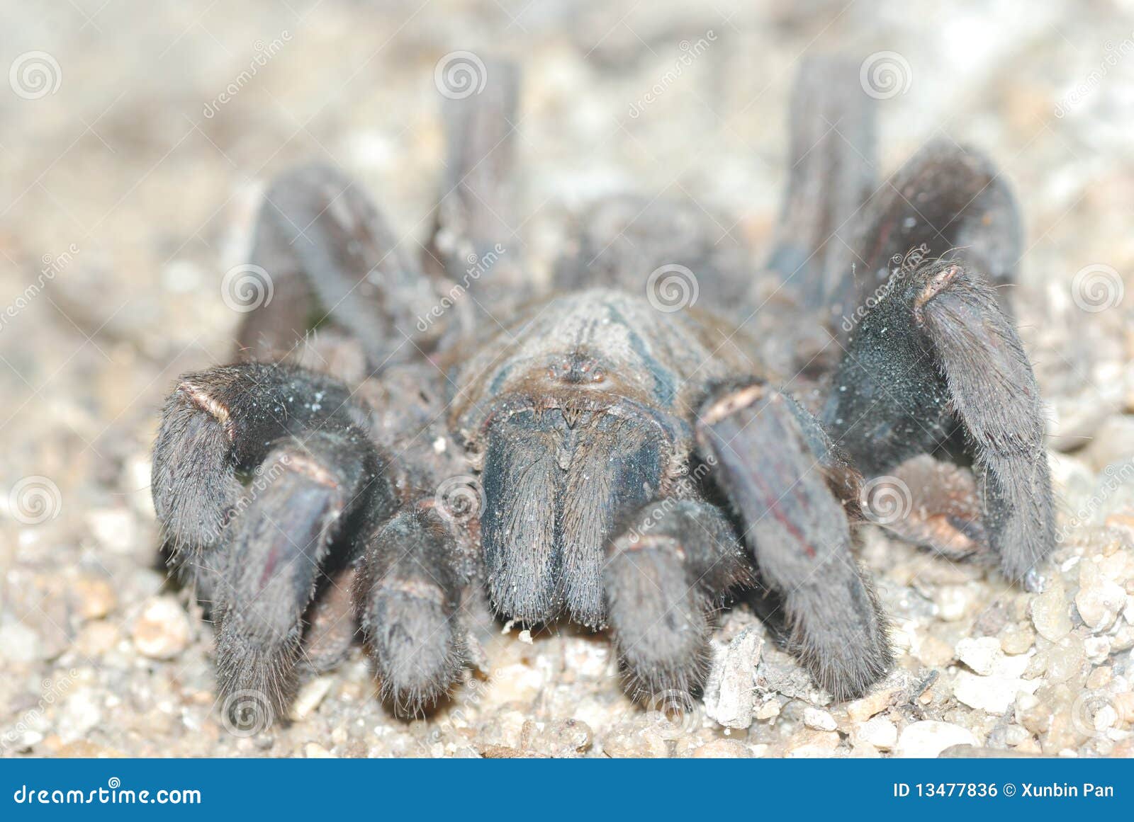 Comer do pássaro da aranha foto de stock. Imagem de escuro - 13477836