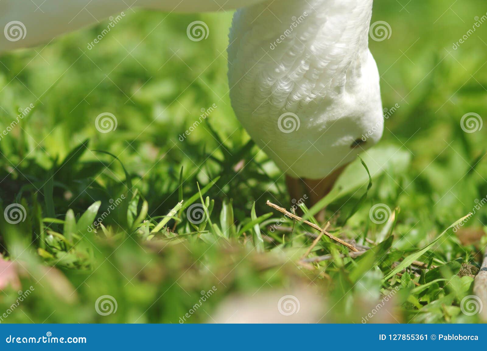 Comer do pato imagem de stock. Imagem de exterior, pato - 127855361