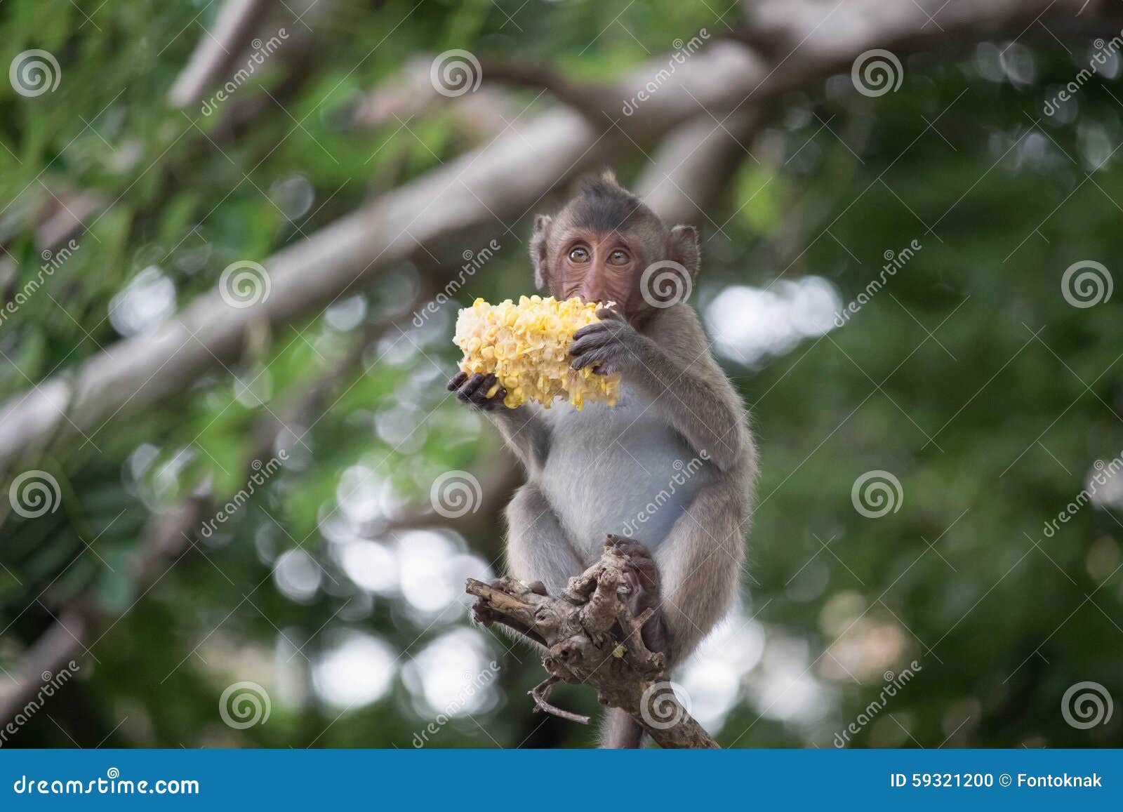 Comer dos macacos foto de stock. Imagem de floresta, caranguejo - 59321200