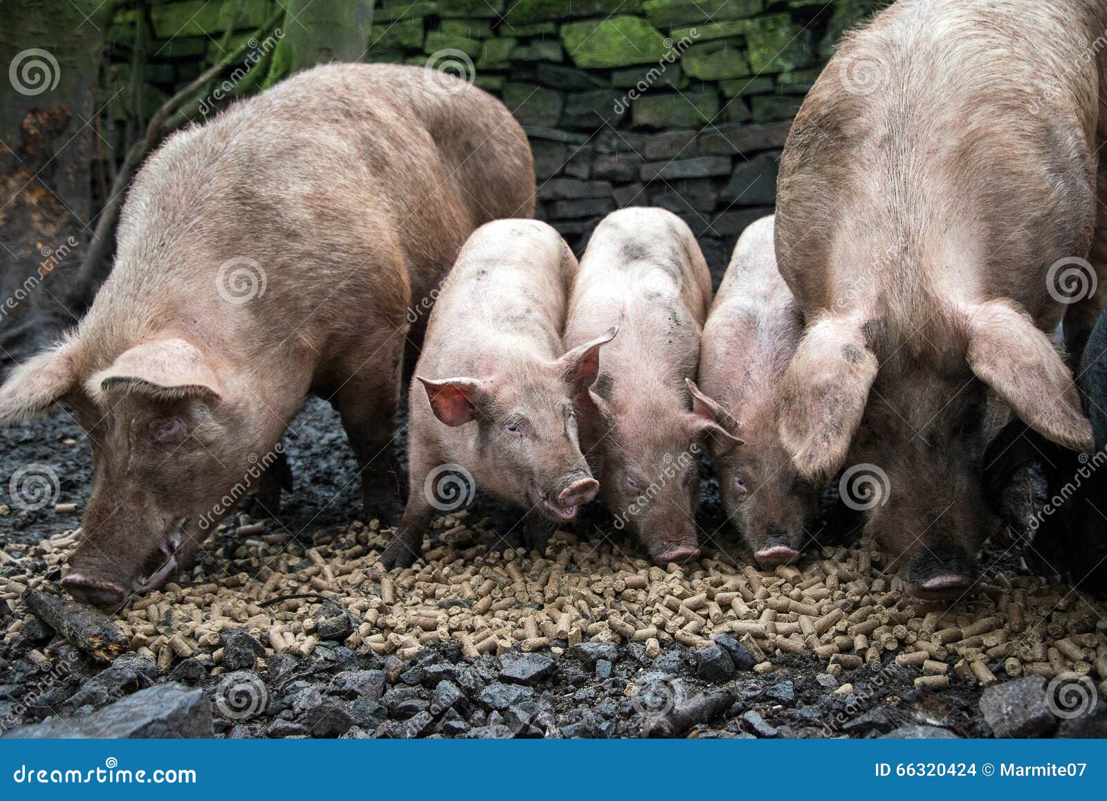 imagens de stock Comer Dos Porcos - Baixe 323 Royalty Free