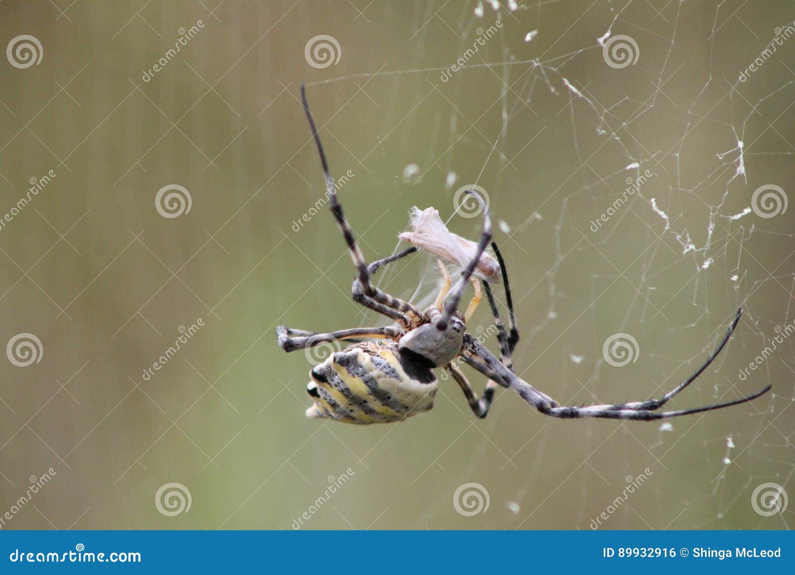 Comer Dourado Africano Da Aranha Da Esfera Foto de Stock - Imagem de ...