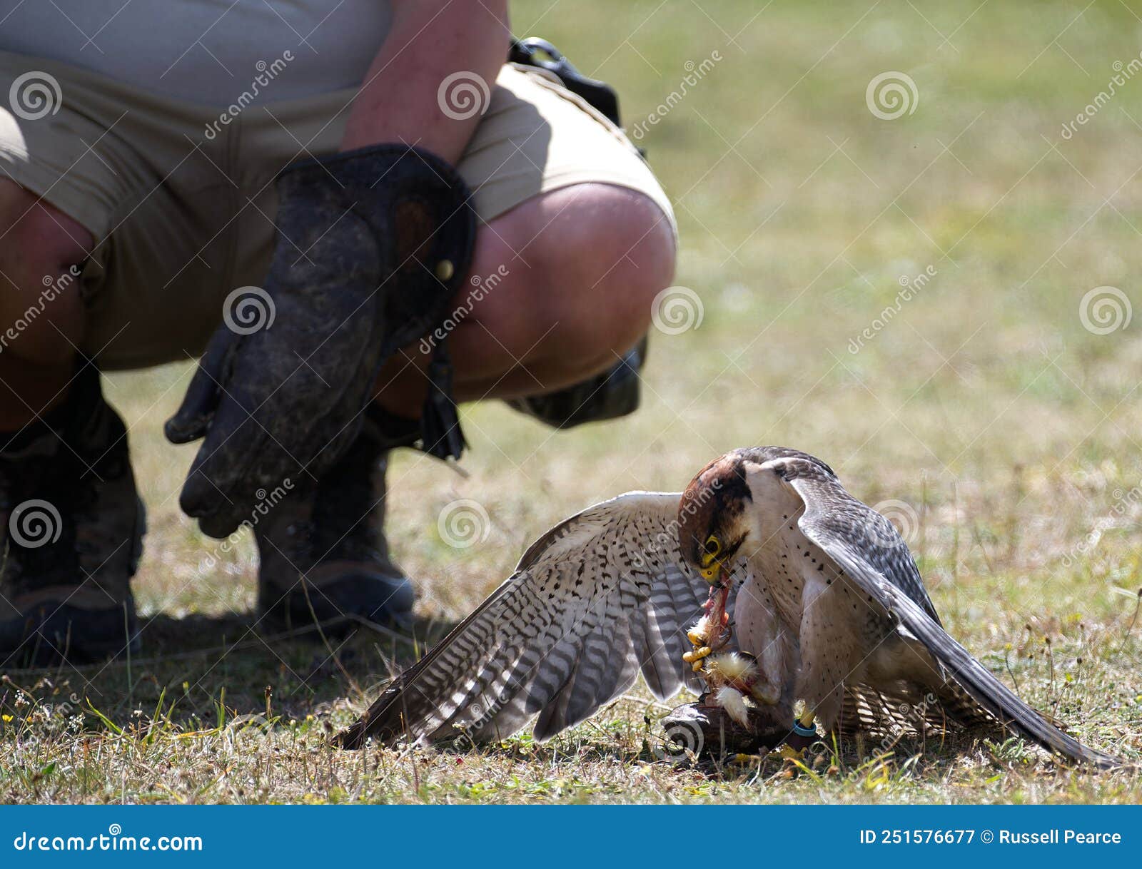 Comer halcón peregrino imagen de archivo. Imagen de pluma - 251576677