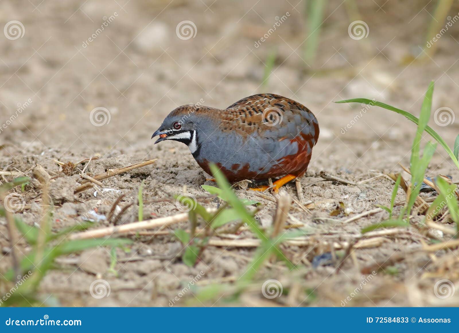 Comer Masculino Das Codorniz Azuis-breasted Das Codorniz De Botão Das ...