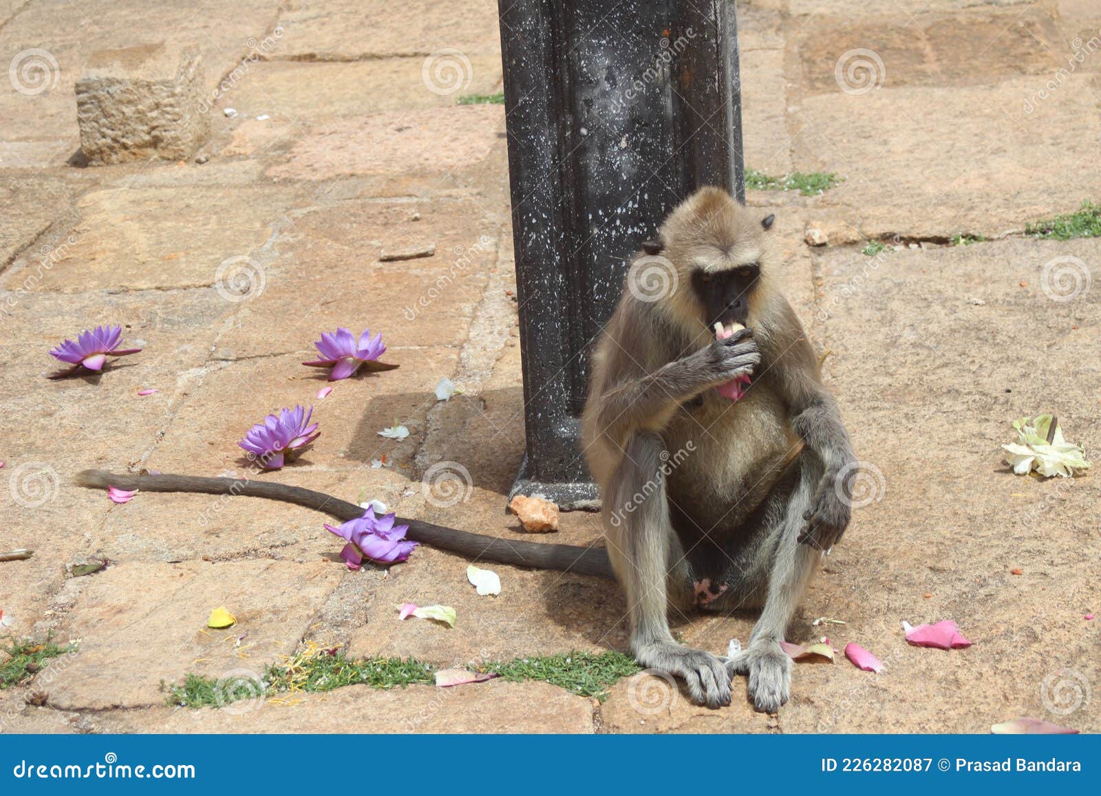 Comer mono y flor imagen de archivo. Imagen de macaca - 226282087