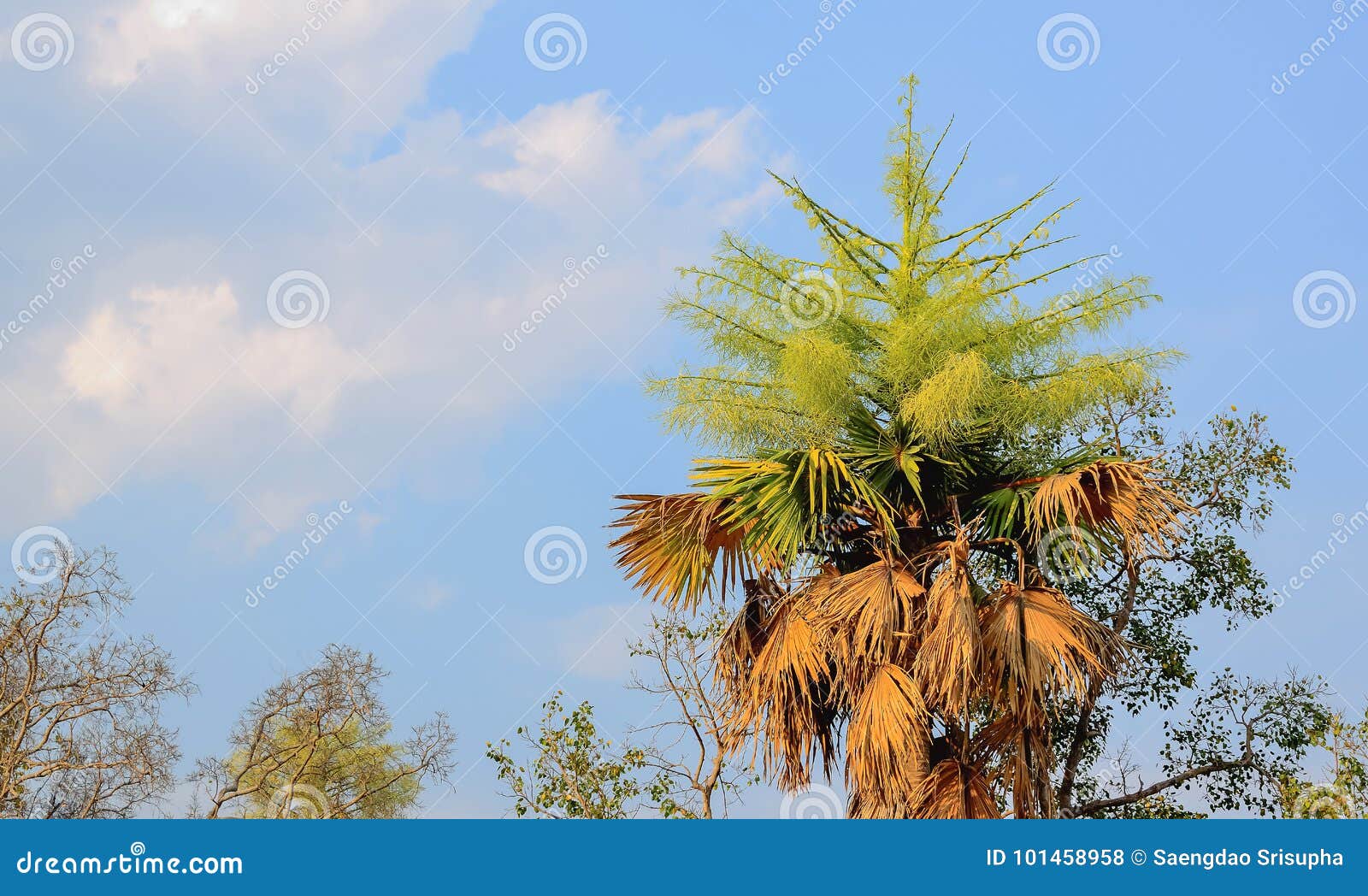 Talipot palm stock photo. Image of abstract, asia, arecaceae - 101458958