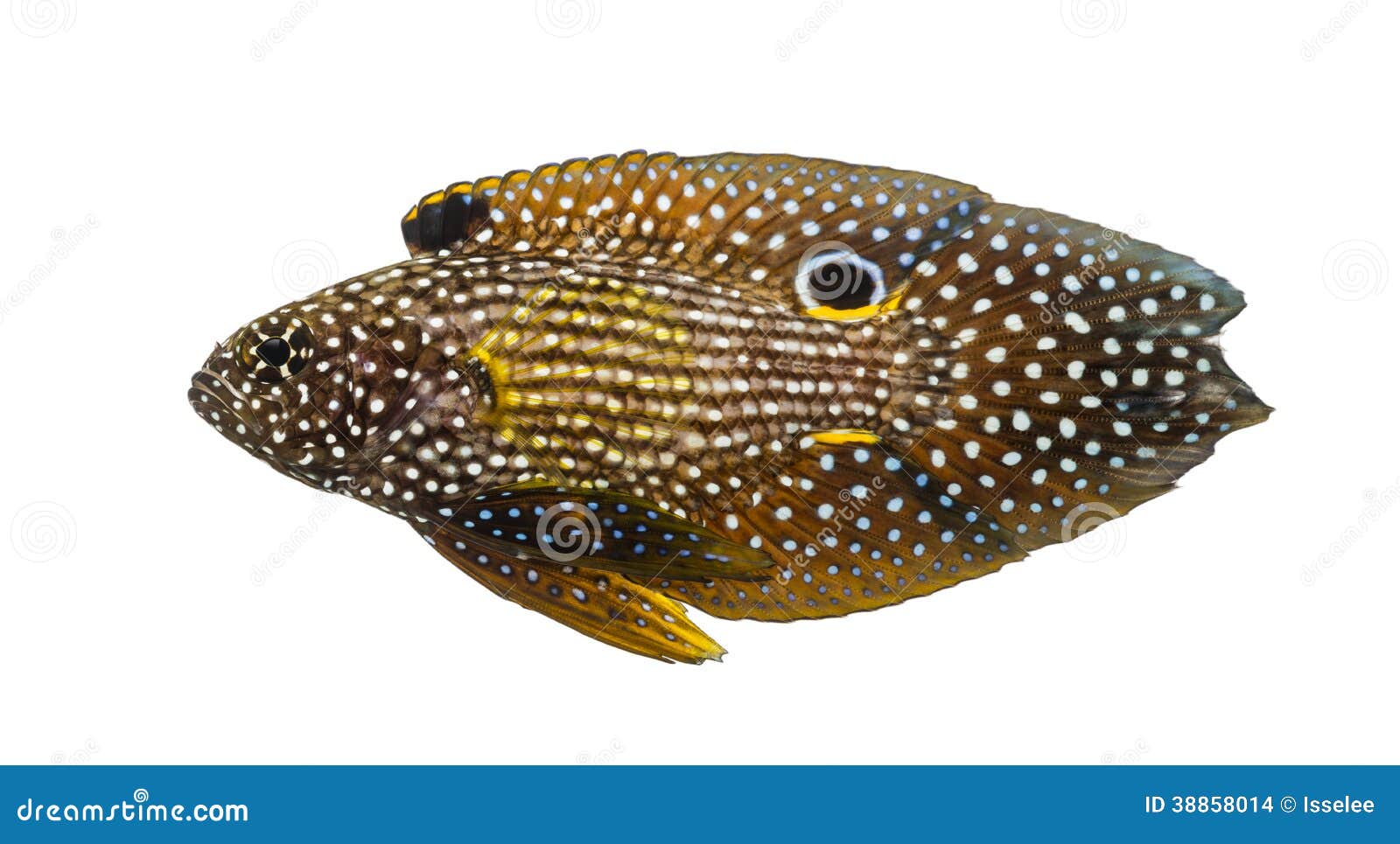 Comet, Calloplesiops Altivelis, Isolated on White Stock Photo - Image ...