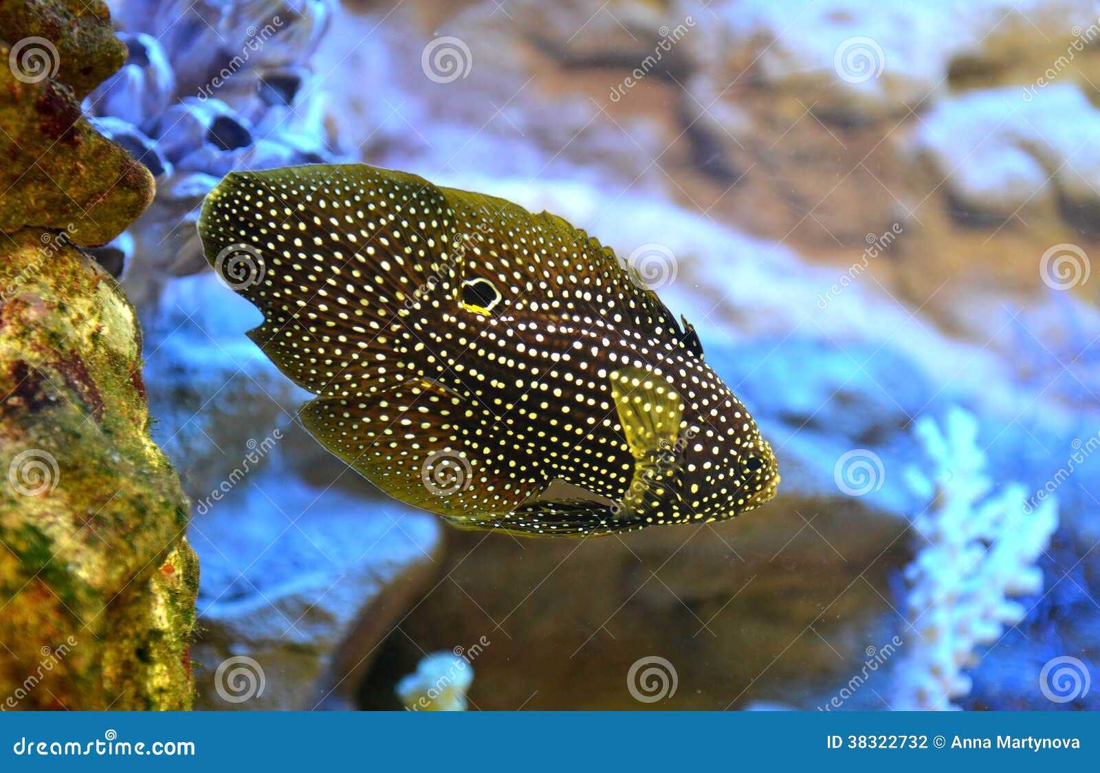 Comet fish stock photo. Image of decorative, soil, bright - 38322732