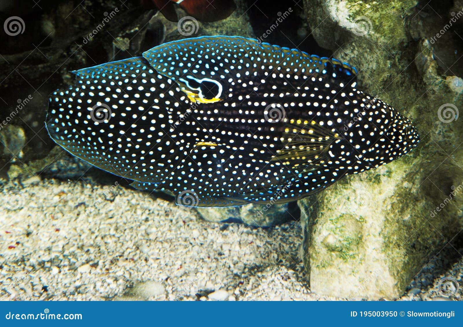 COMET FISH Calloplesiops Altivelis, ADULT Stock Photo - Image of ...
