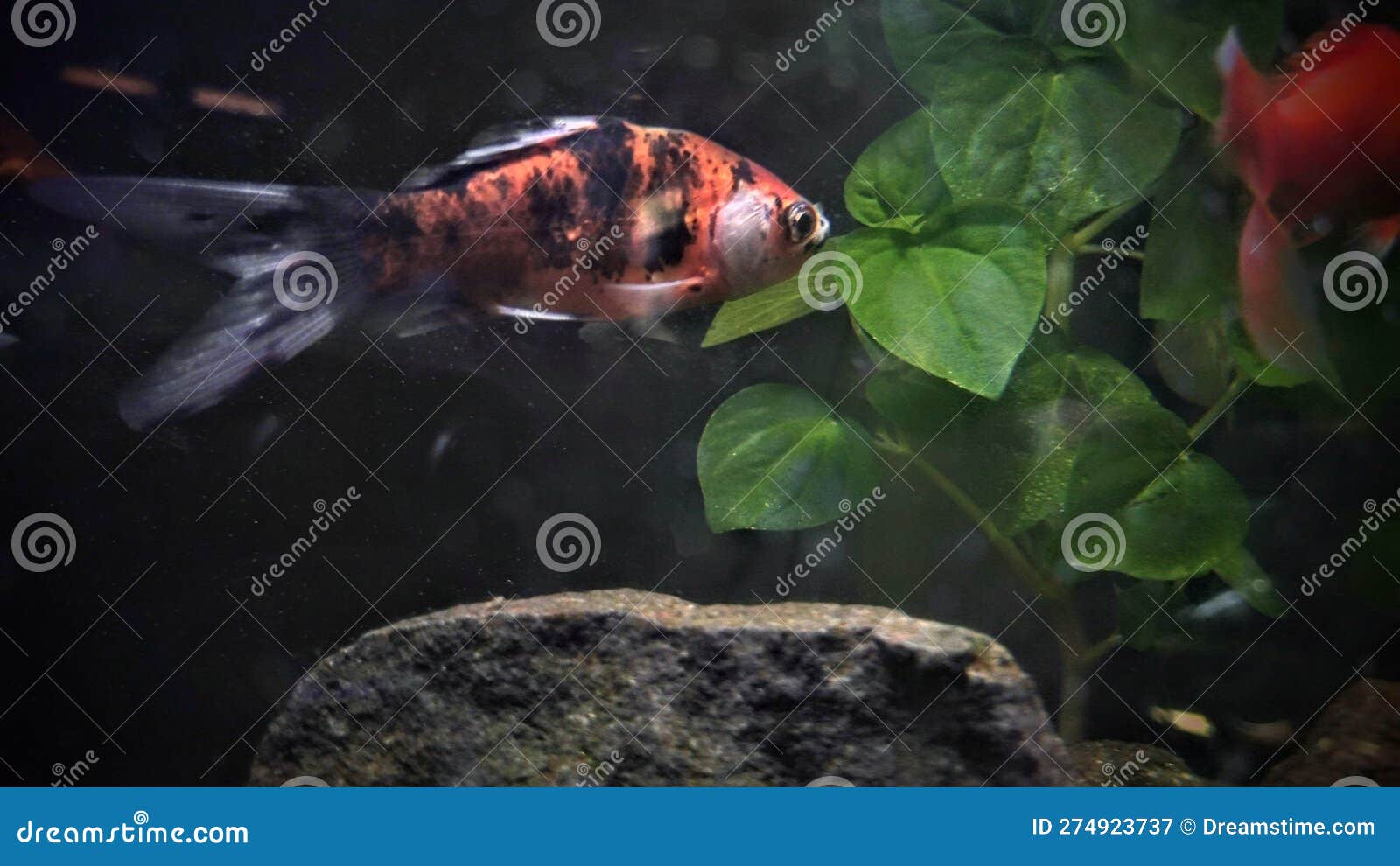Comet Fish is the King in My Aquarium Stock Image - Image of comet ...