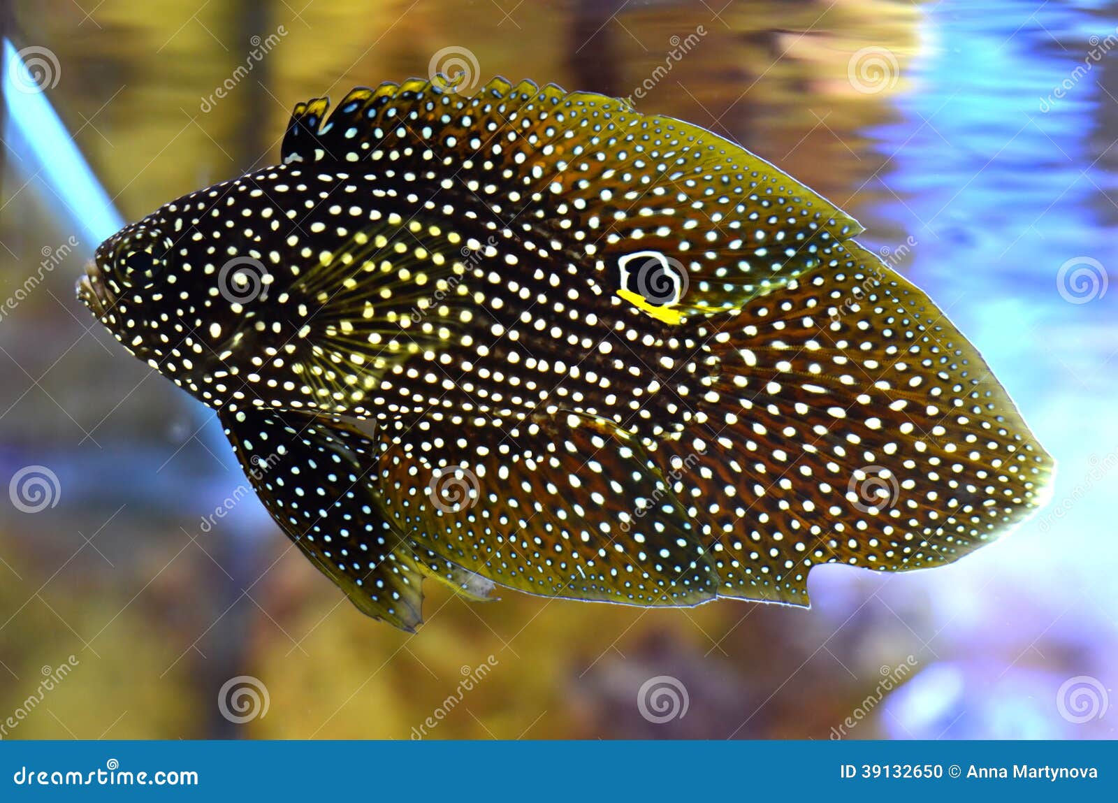 Comet fish stock photo. Image of brown, beautiful, fauna - 39132650