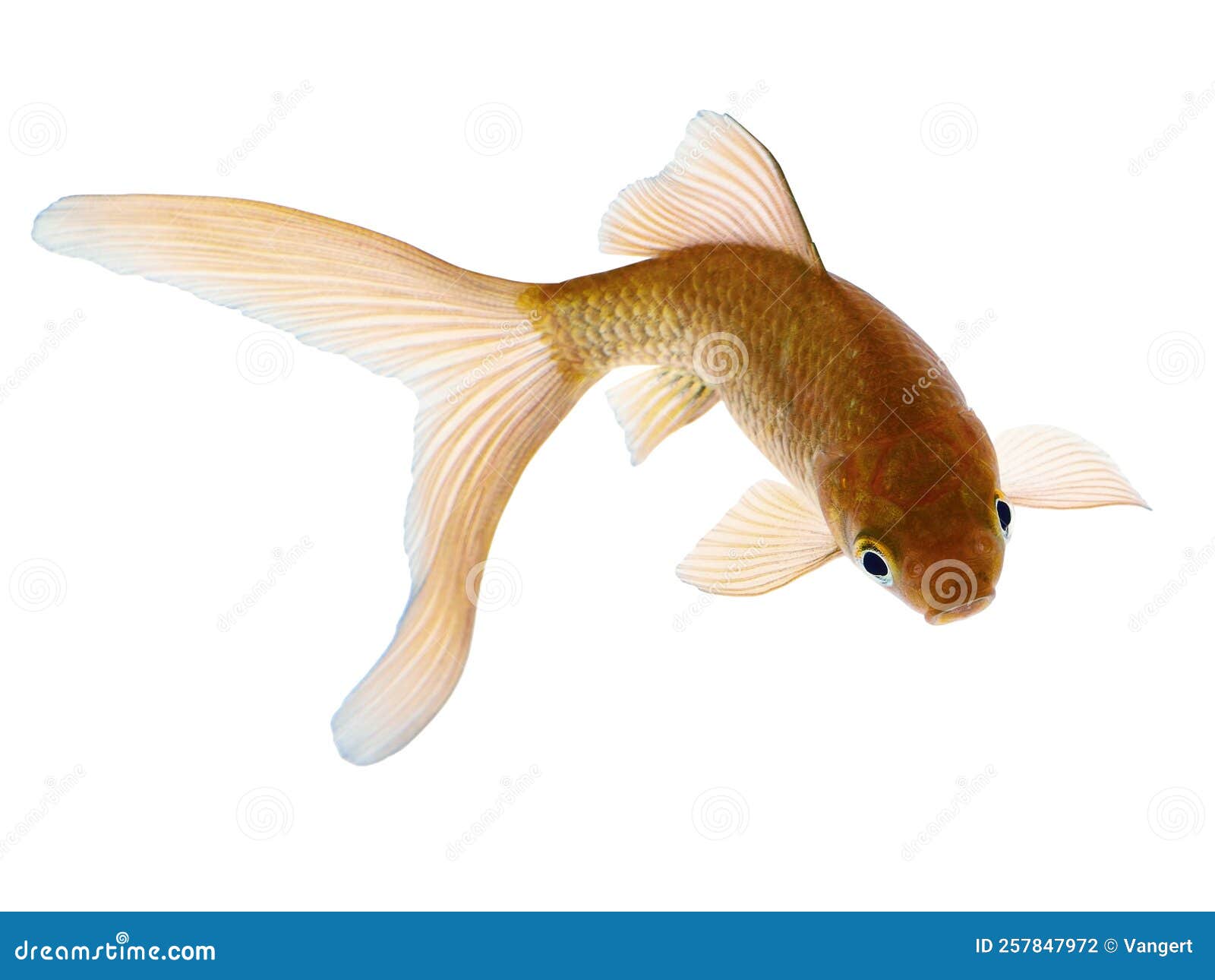 Comet Gold Fish stock photo. Image of aquatic, crucian - 257847972