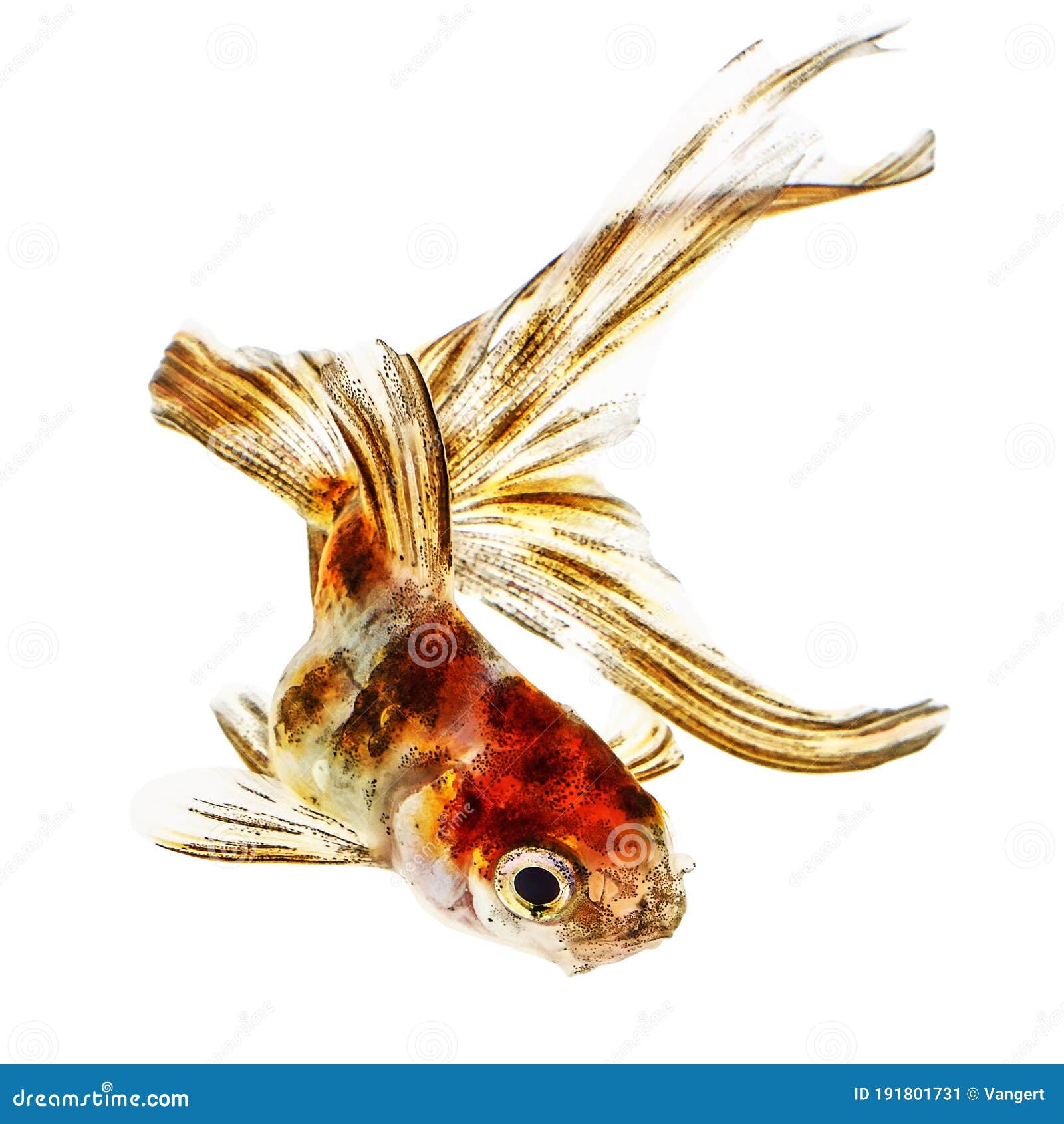 Comet Gold Fish on White stock image. Image of fishquot - 191801731