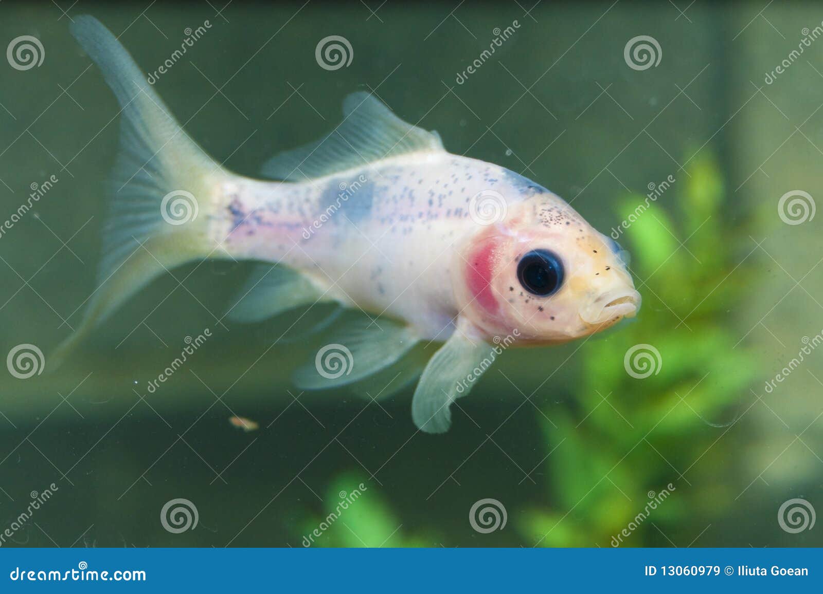 Comet Goldfish in Aquarium stock image. Image of auratus - 13060979