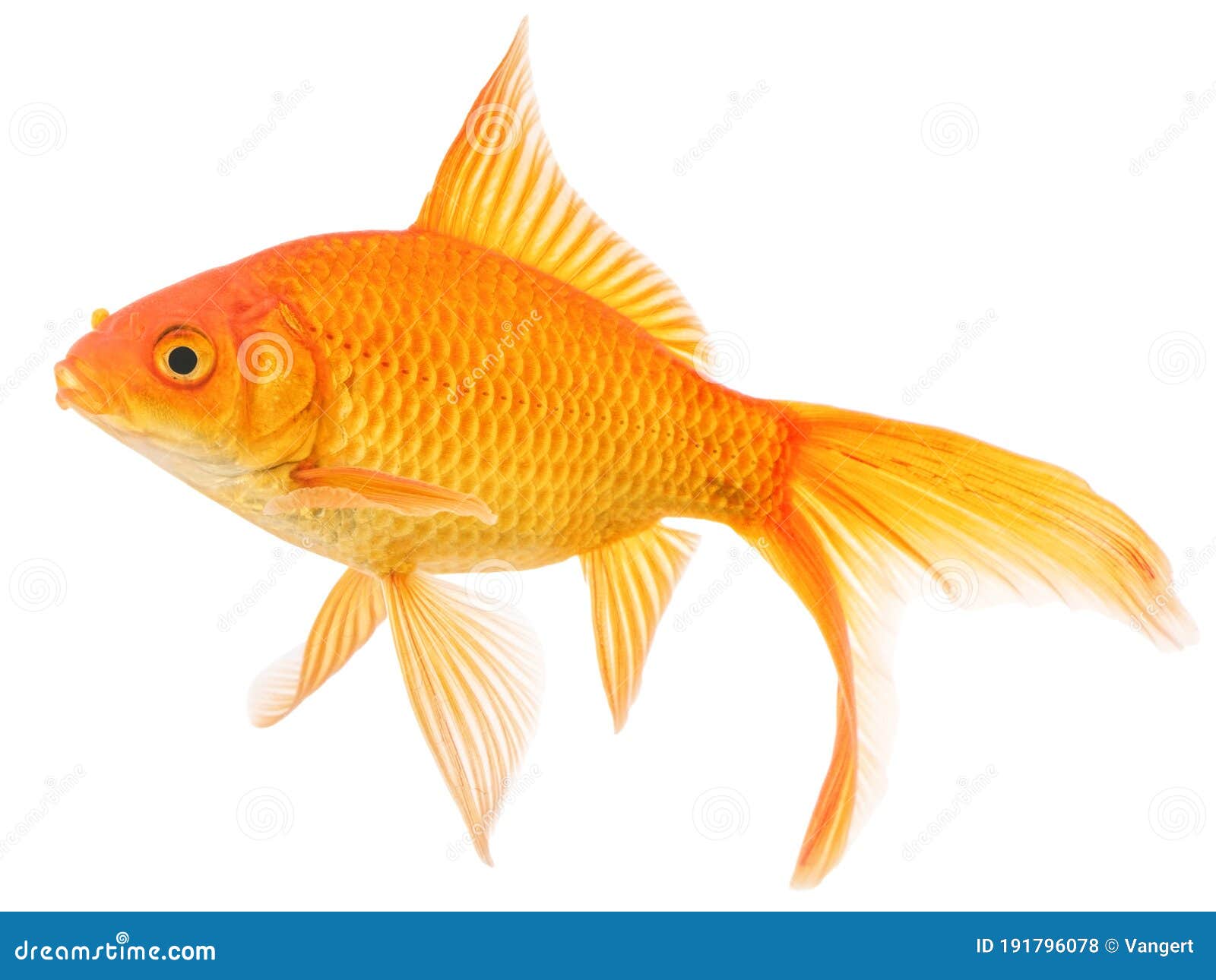 Comet Gold Fish Stock Photo | CartoonDealer.com #191796078