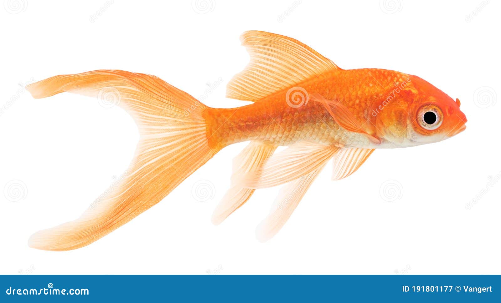 Comet Gold fish stock image. Image of fishquot, aquarium - 191801177