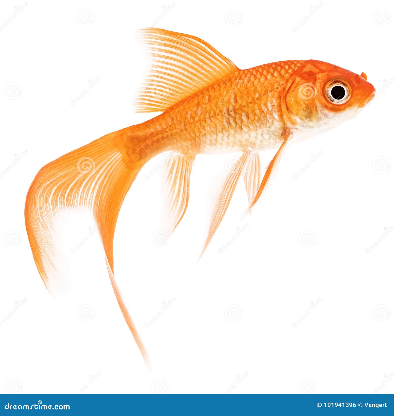 Comet Gold fish stock photo. Image of fishtank, crucian - 191941396