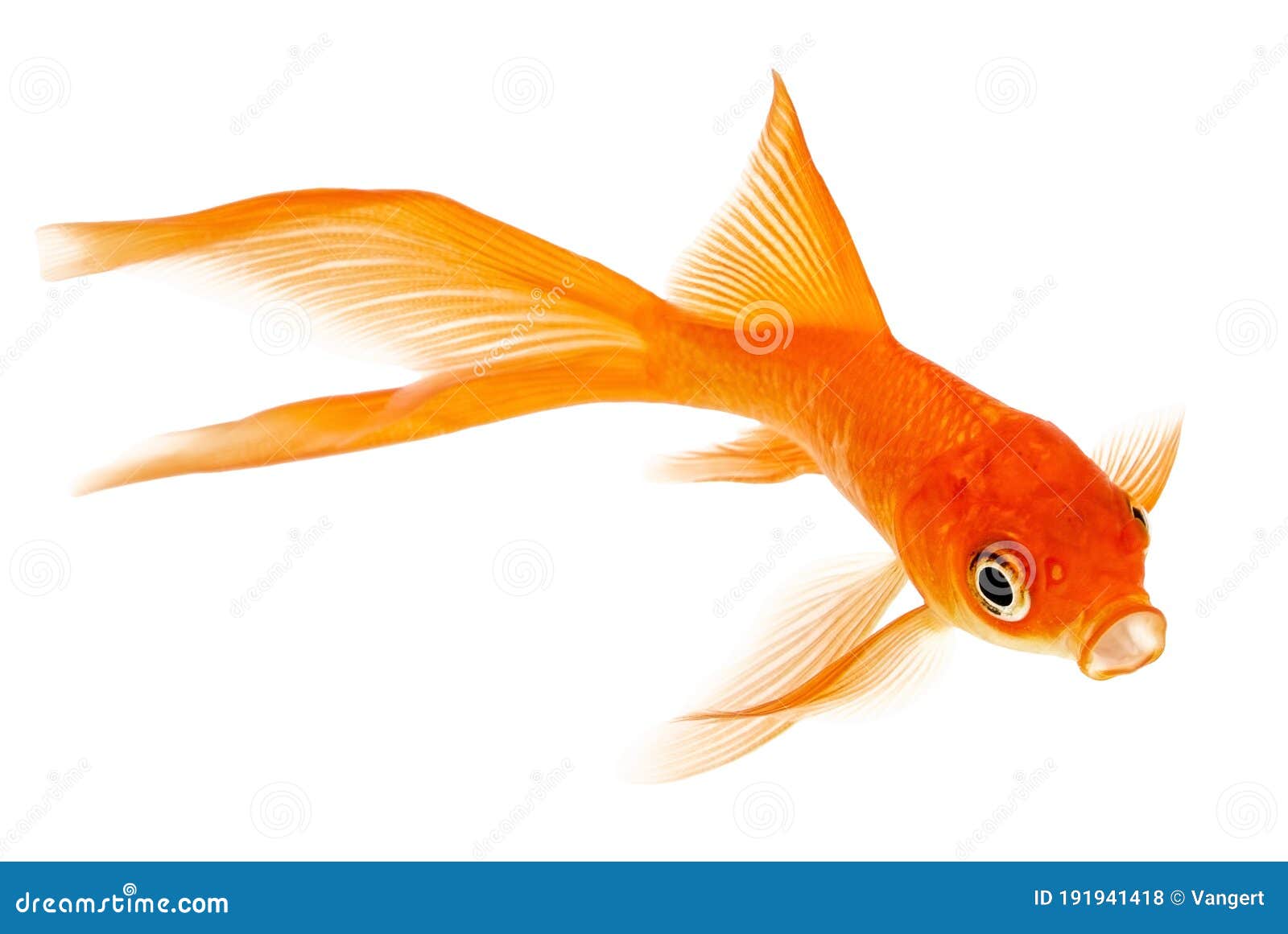 Comet Gold fish stock photo. Image of gold, clean, color - 191941418