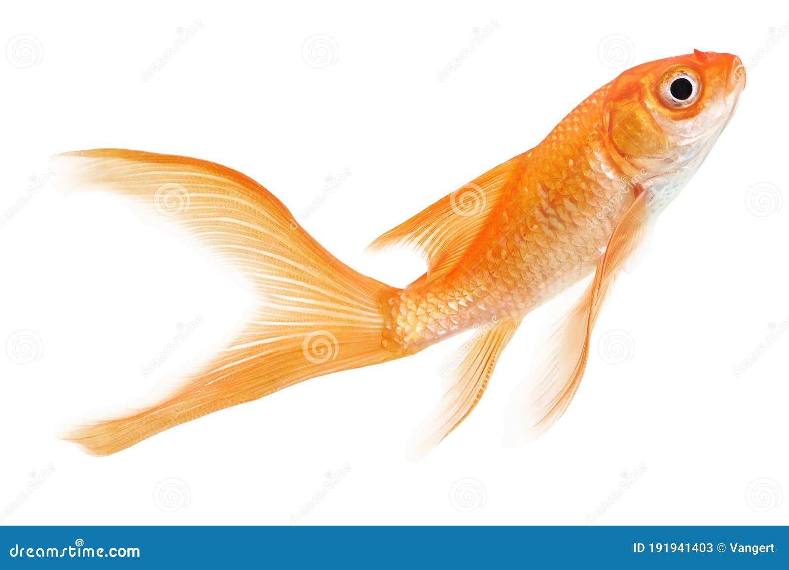 Comet Goldfish on White Background Stock Image - Image of aquarium ...