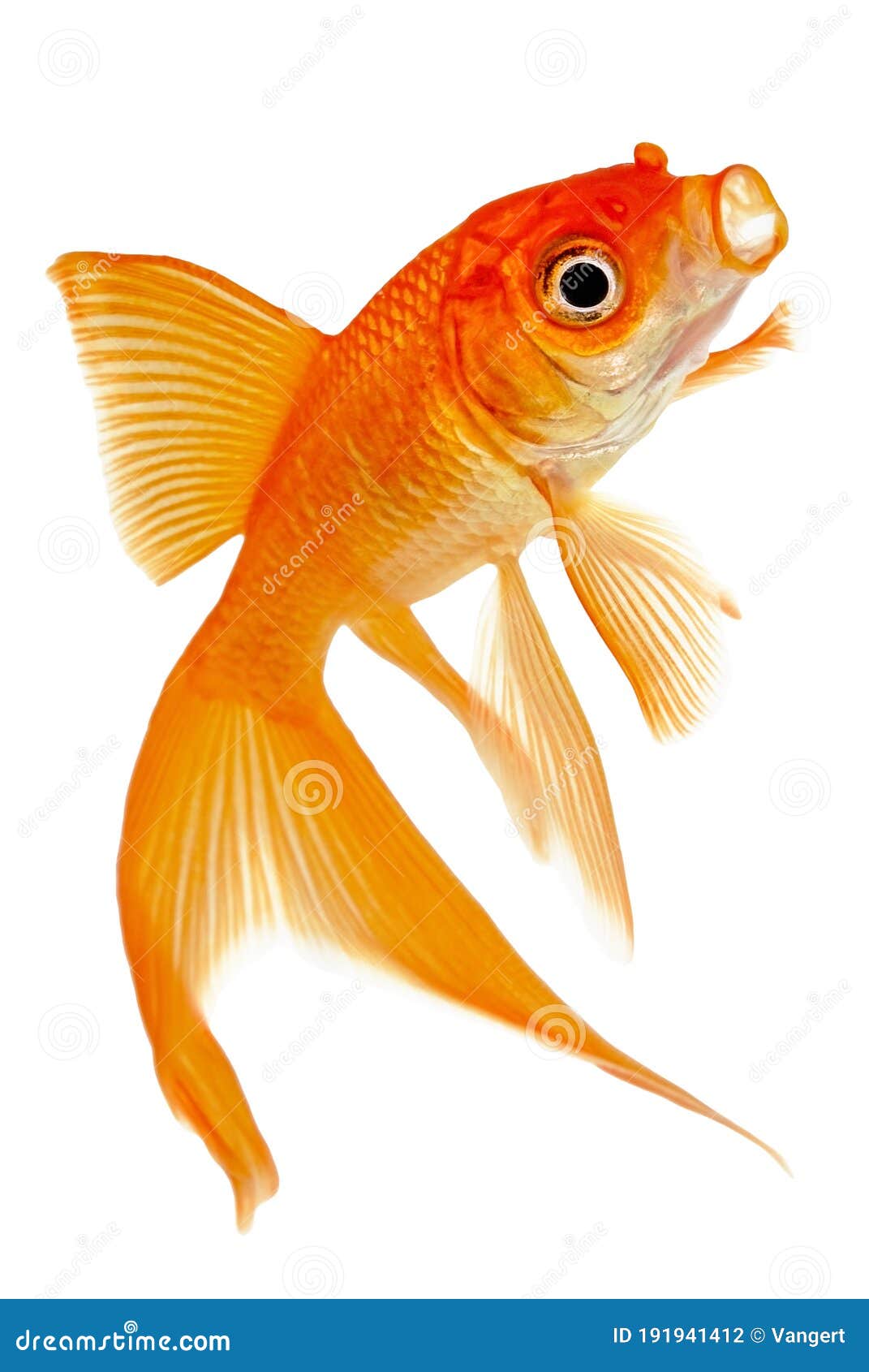 Comet Goldfish on White Background Stock Photo - Image of fish ...