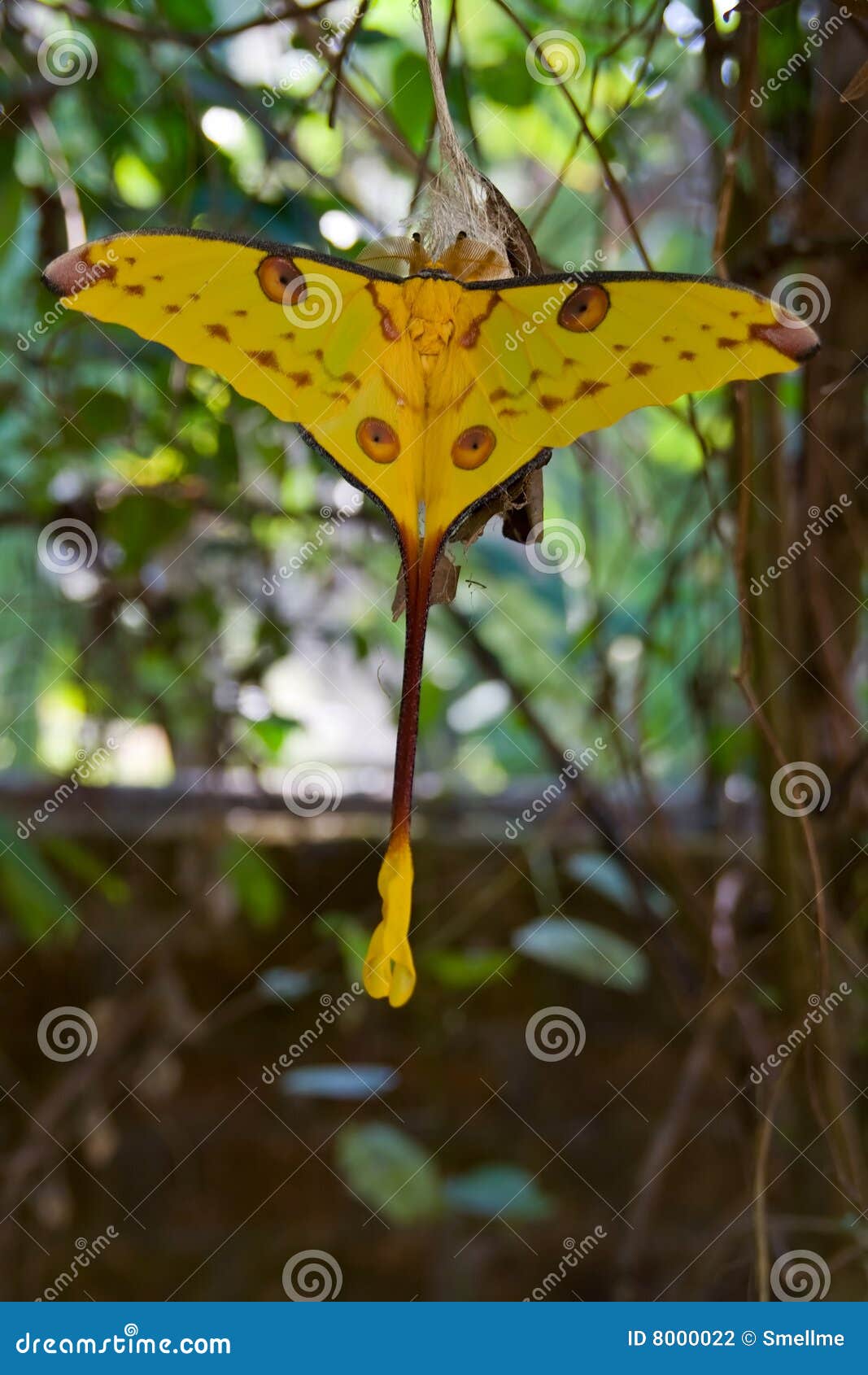 Comet moth stock photo. Image of wild, moth, wildlife - 8000022