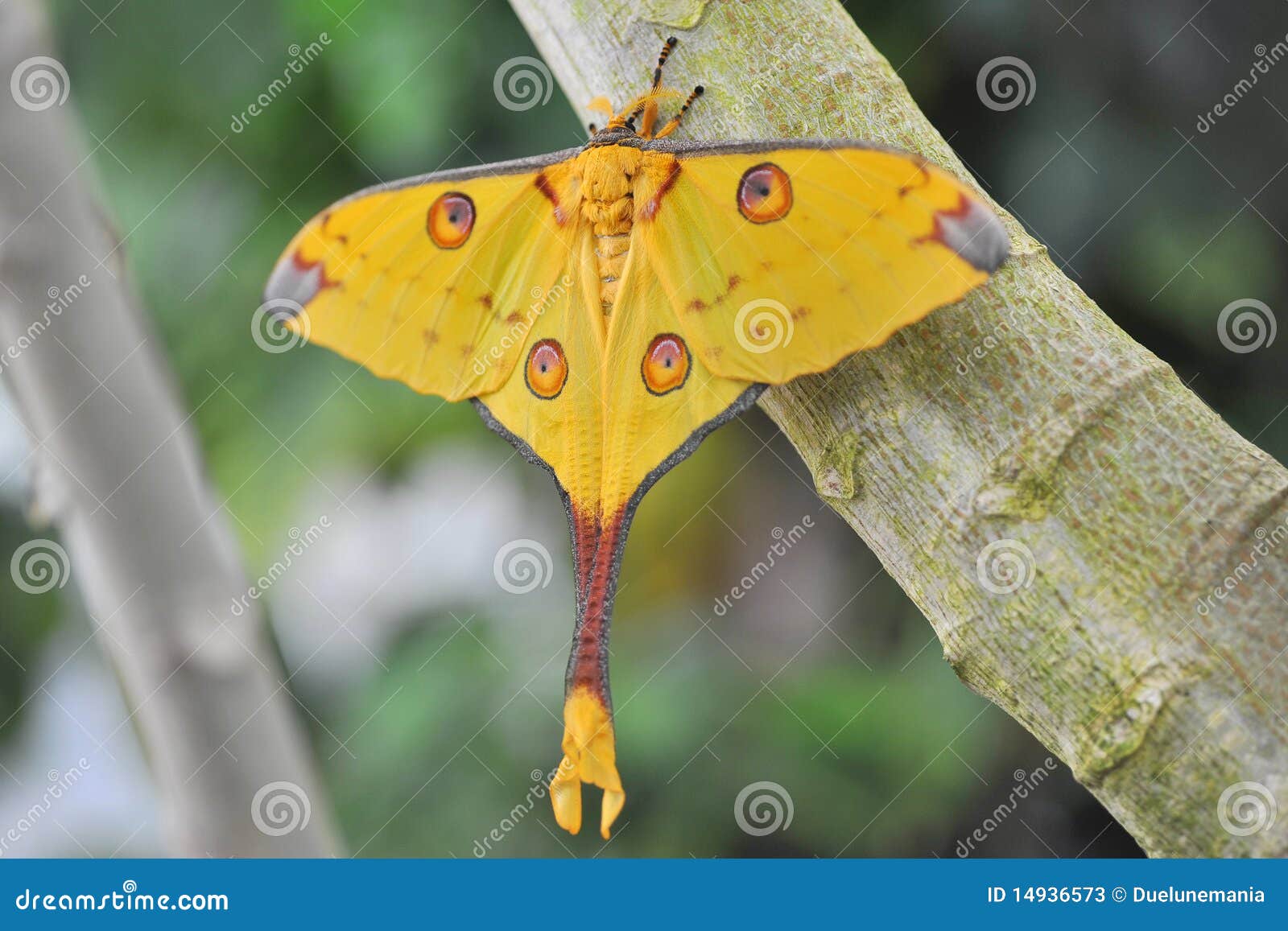 Comet Moth Argema mittrei stock image. Image of tropic - 14936573