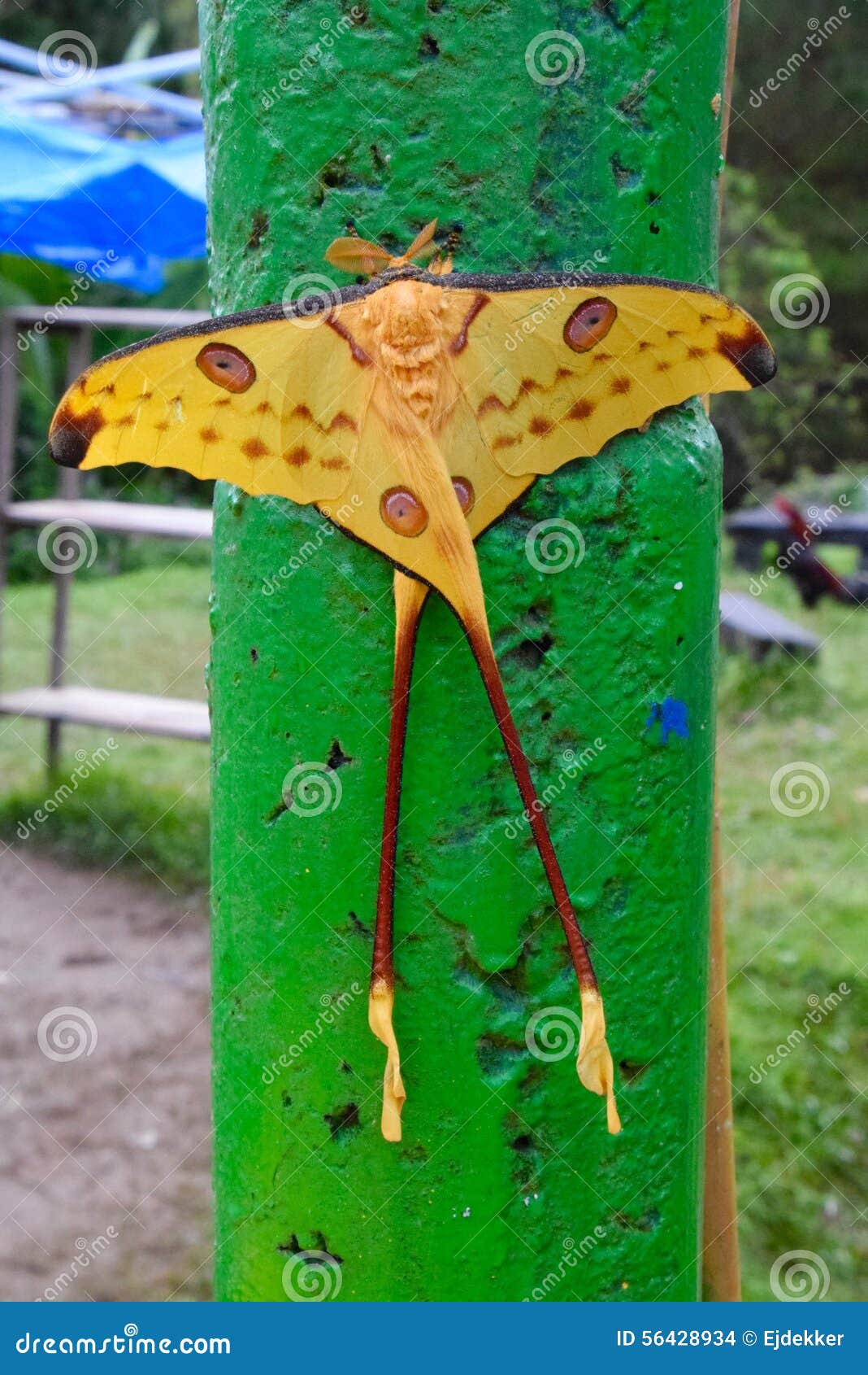 Comet Moth, Ranomafana NP, Madagascar Stock Photo - Image of moth, body ...