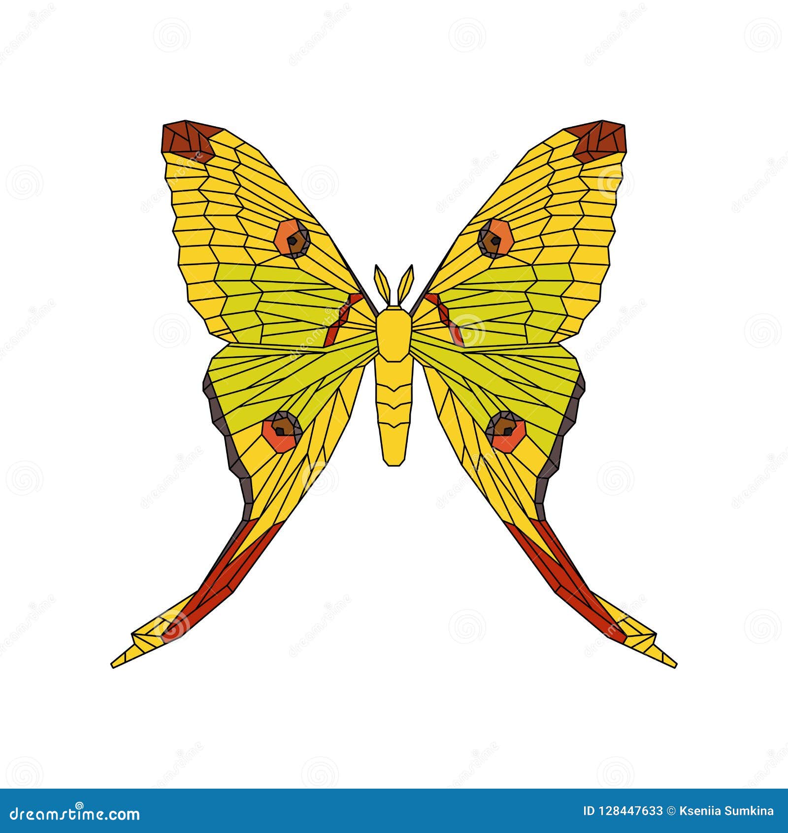Female Comet Moth