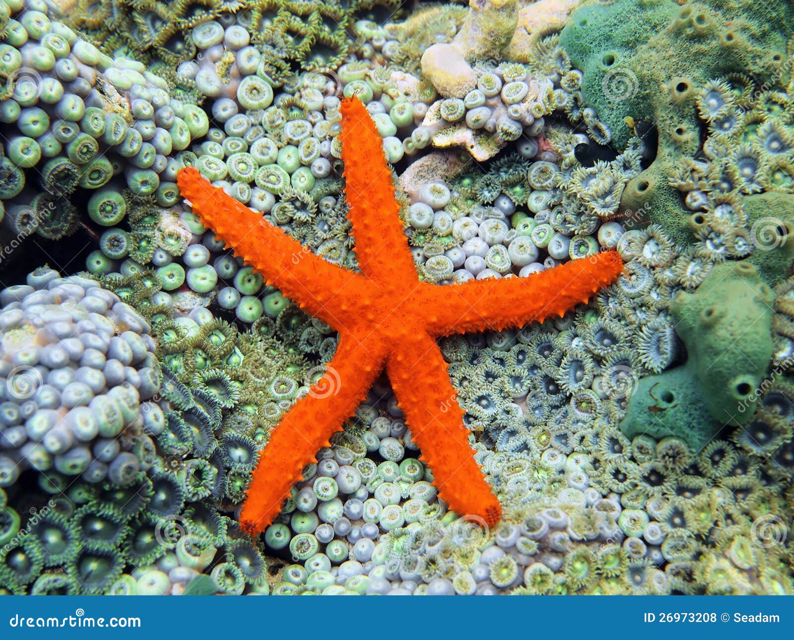 Comet Sea Star Over Anemones Stock Photo - Image of sealife, seabed ...