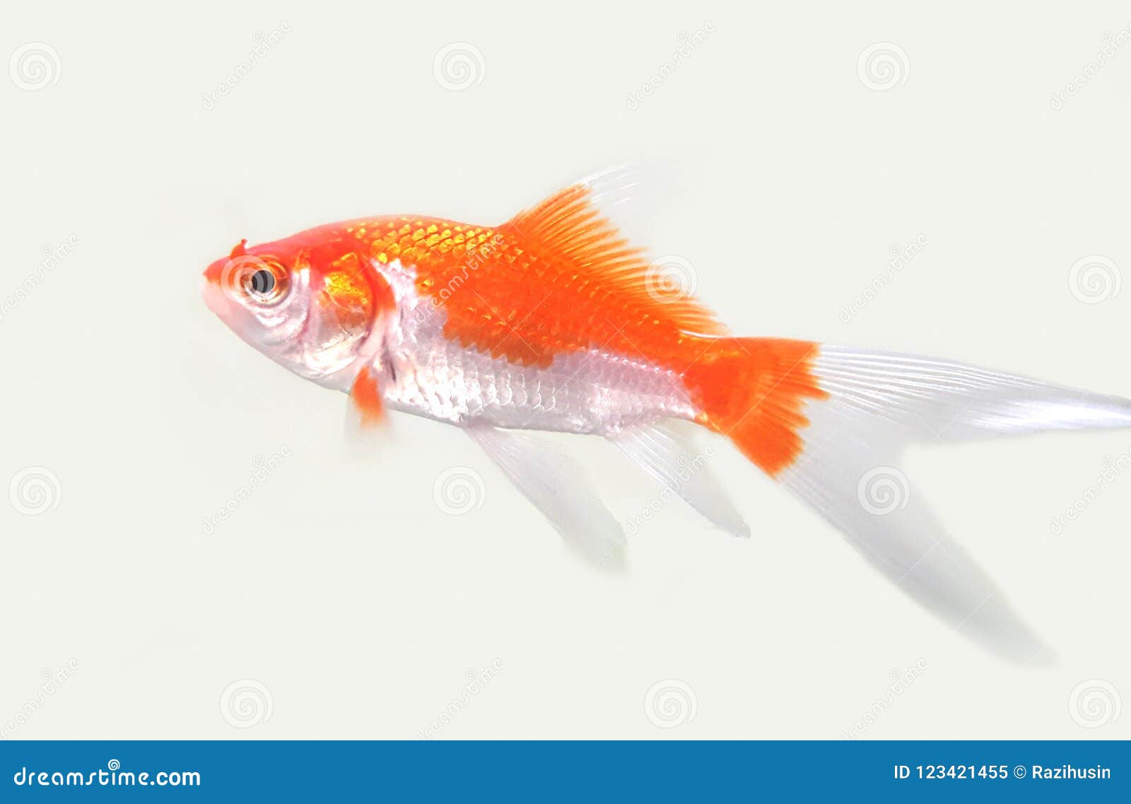 The Comet or Comet-tailed Goldfish Stock Image - Image of orange ...