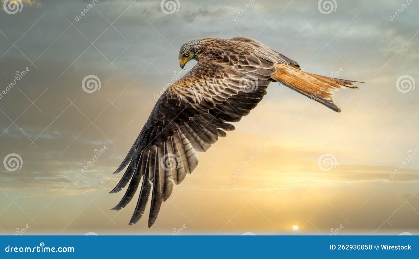 Cometa Negra Volando En El Aire Foto de archivo - Imagen de exterior ...